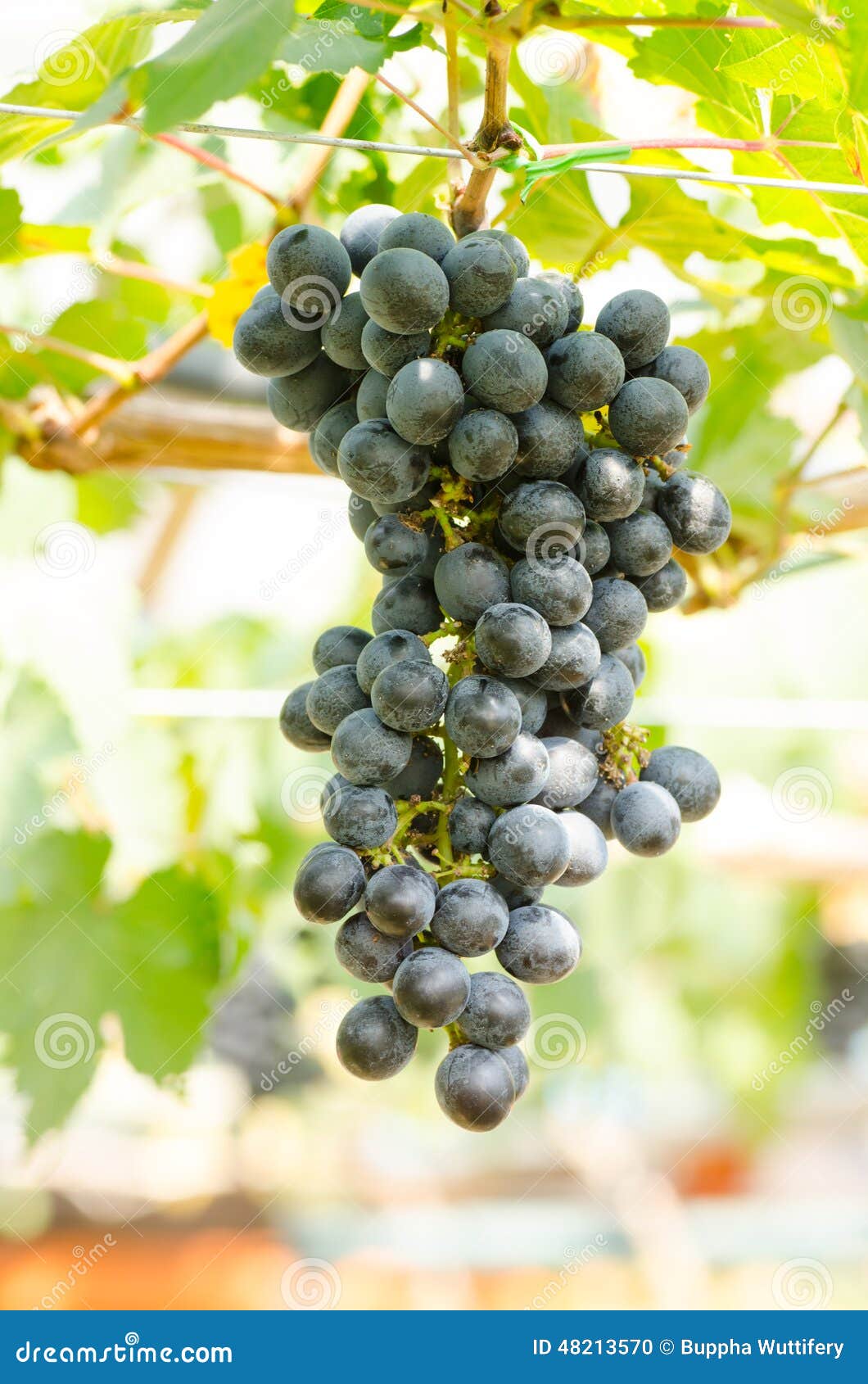 Seedless grape stock photo. Image of tree, bunch, daylight - 48213570
