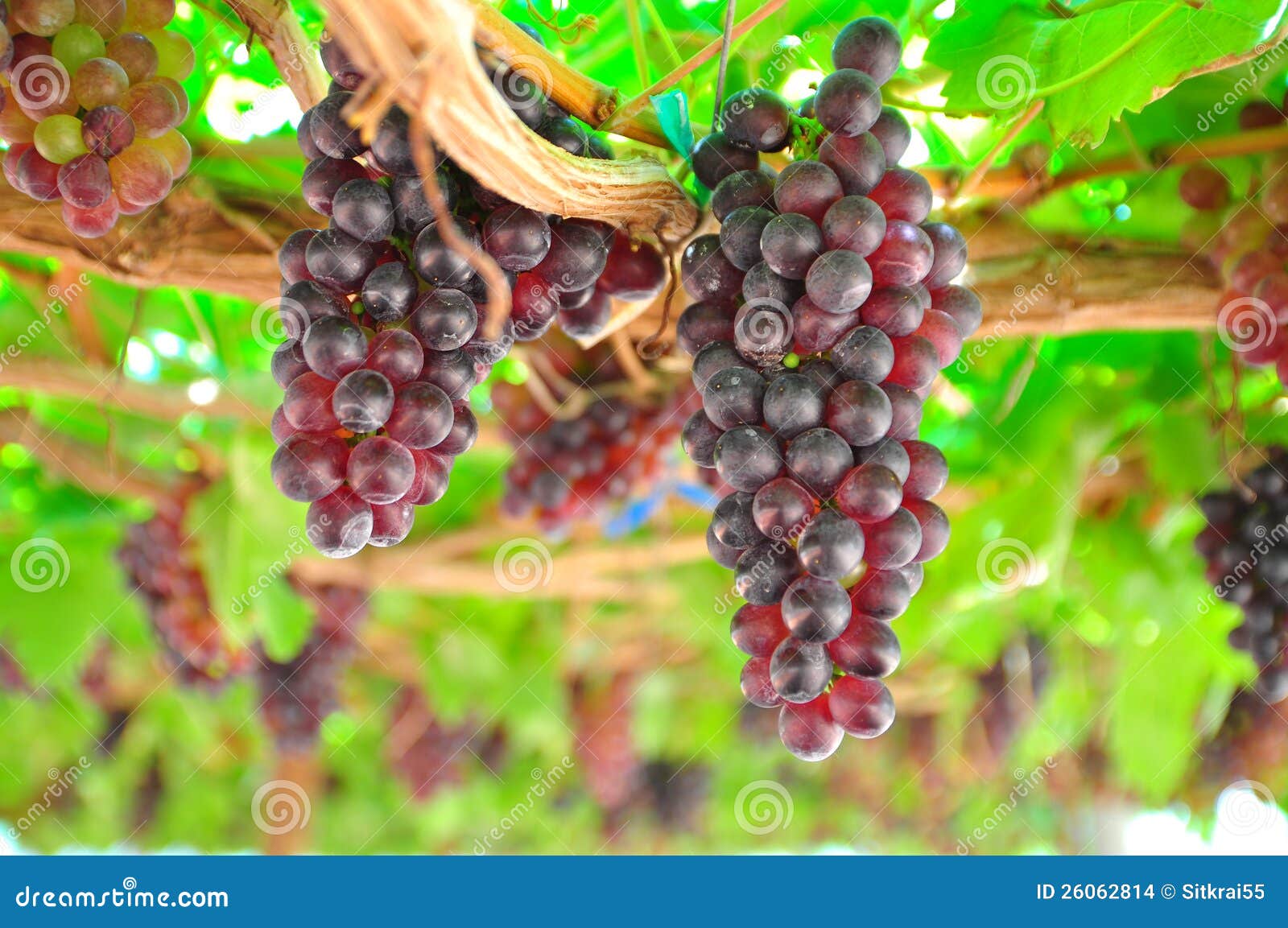 Seedless grapes stock photo. Image of natural, healthy - 26062814