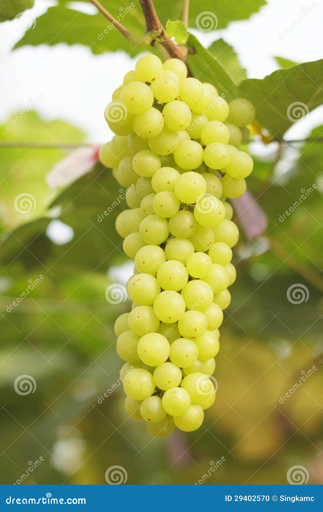 Seedless Grapes Ripen on the Tree Stock Photo - Image of grapevine ...