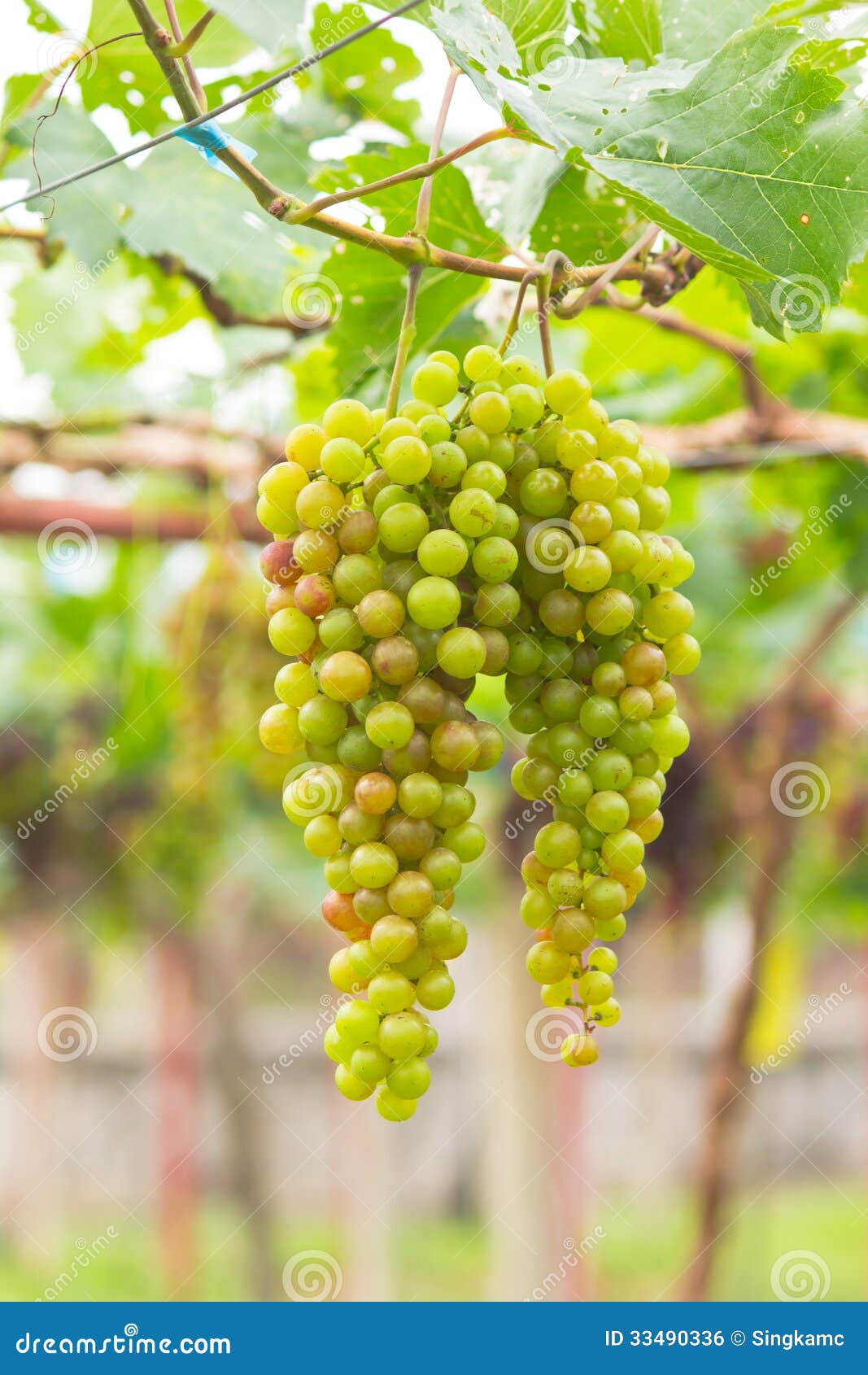 Seedless Grapes Ripen on the Tree Stock Photo - Image of eating ...