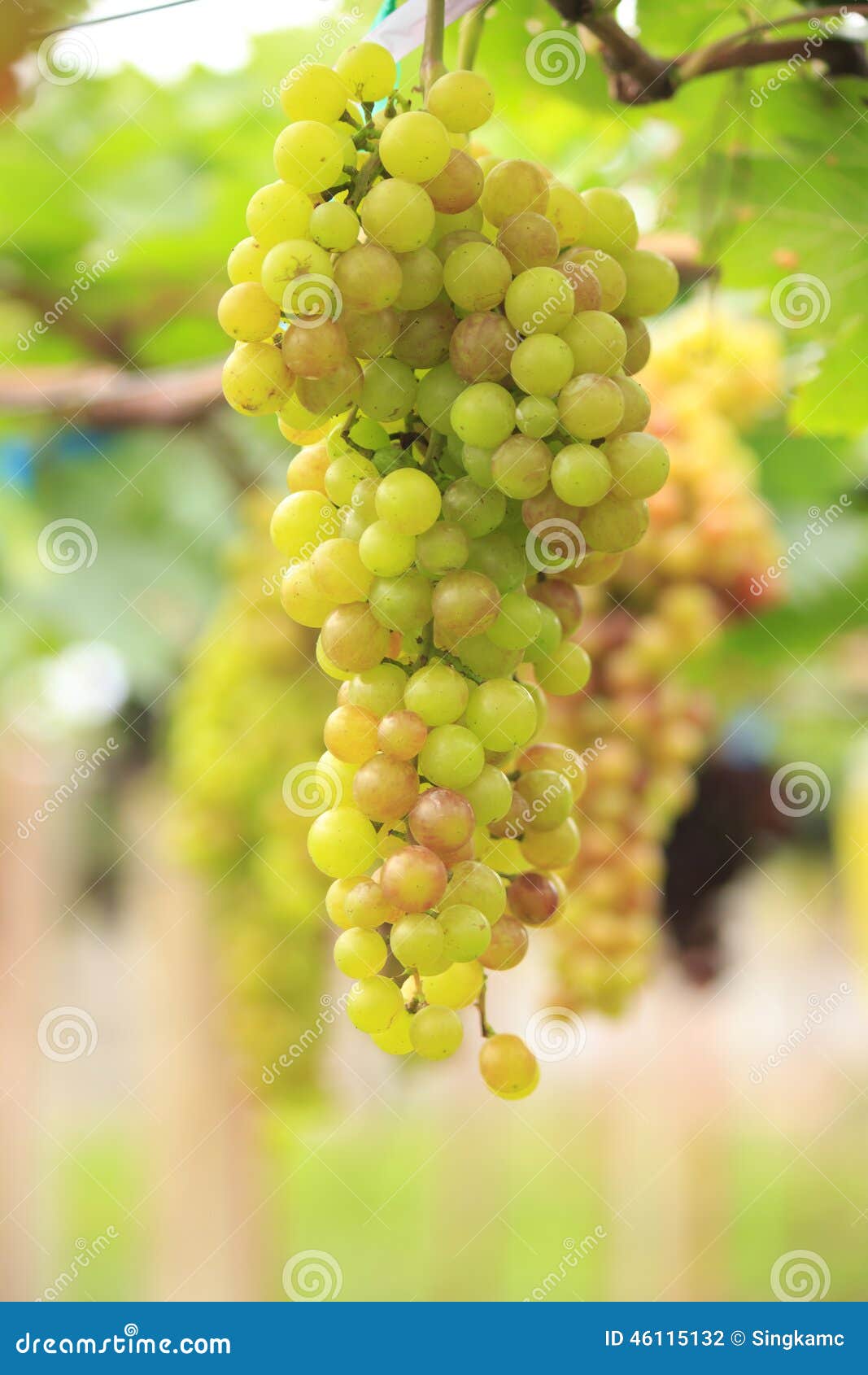 Seedless Grapes Ripen on the Tree Stock Photo Stock Photo - Image of ...
