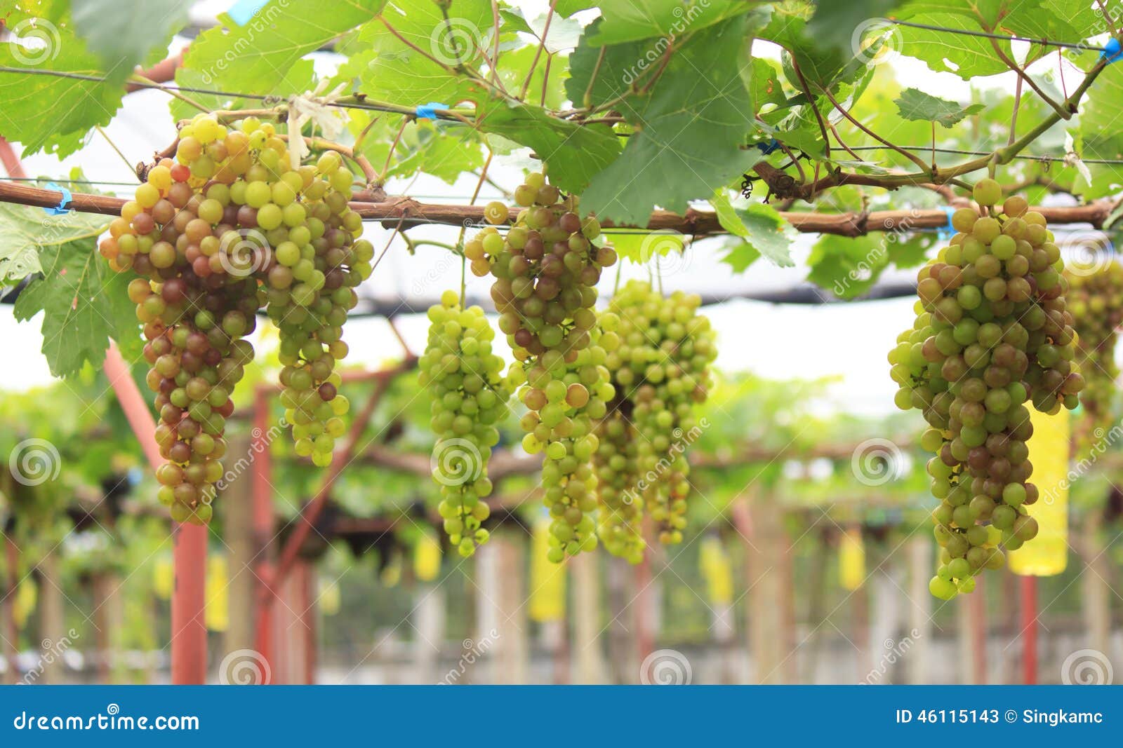 Seedless Grapes Ripen on the Tree Stock Photo Stock Image - Image of ...