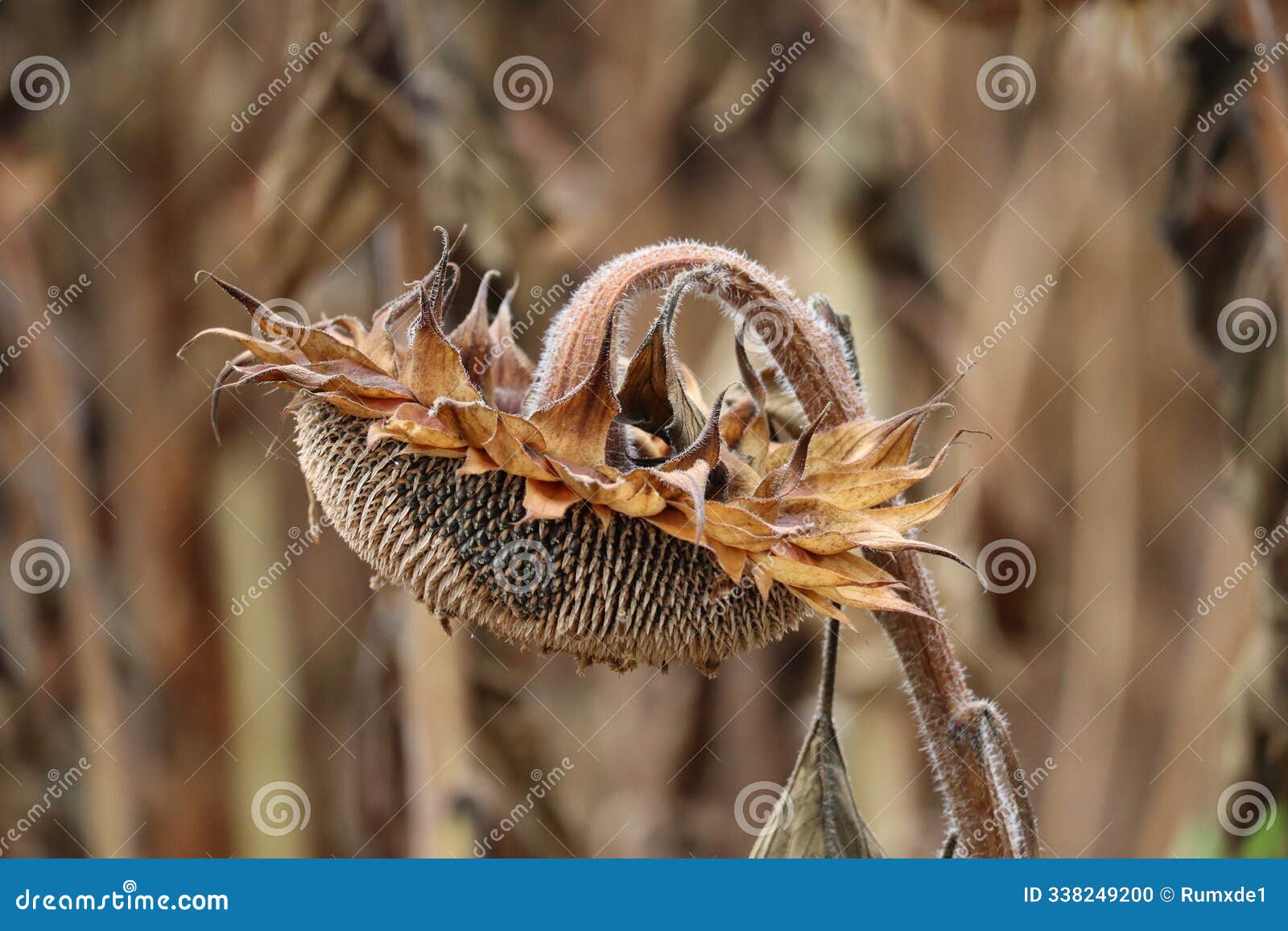 Pretty Seedless stock photo. Image of sunflowers, production - 338249200
