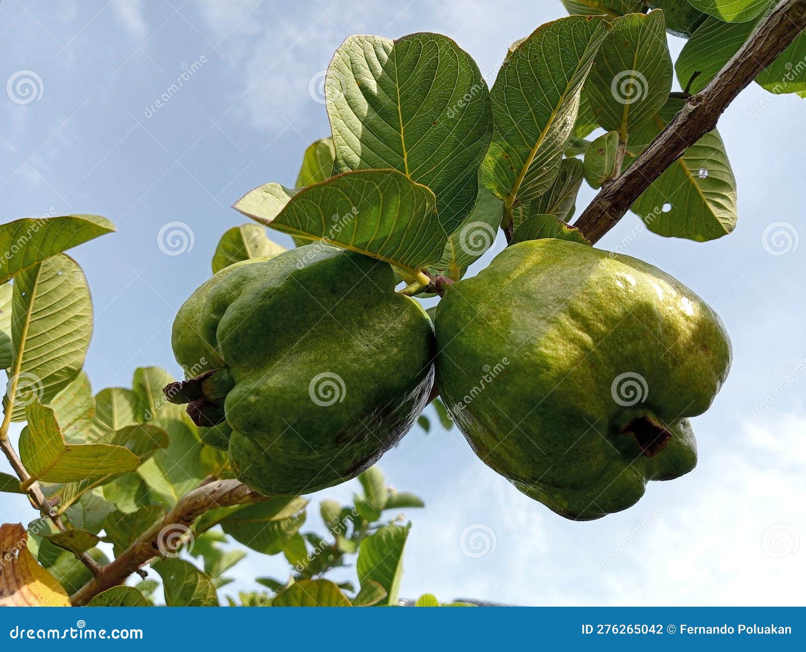 The Seedless Tropical Guava Fruits Stock Photo - Image of asia ...