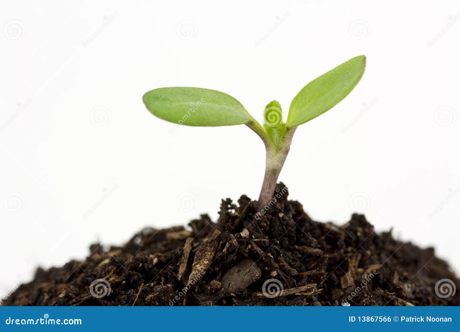 Seedling stock photo. Image of organic, earth, plant - 13867566