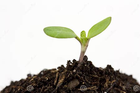 Seedling stock photo. Image of organic, earth, plant - 13867566