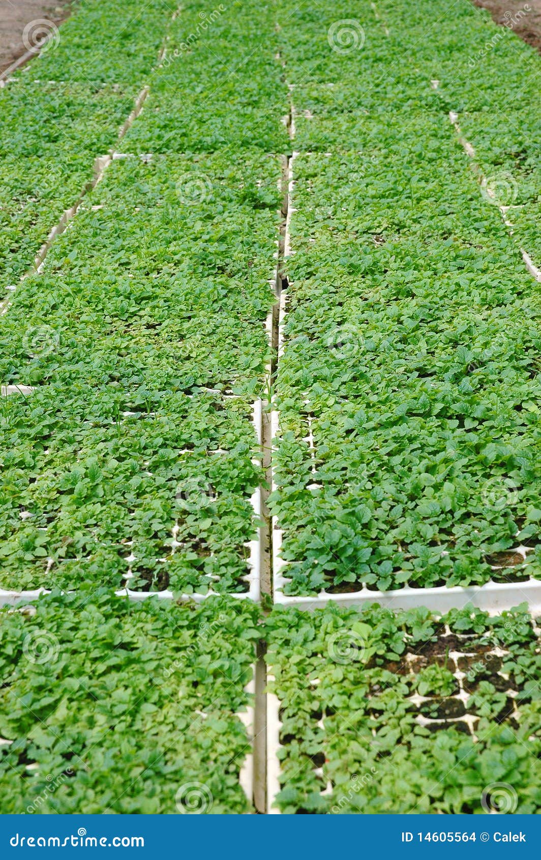 Seedling stock photo. Image of earth, botany, health - 14605564