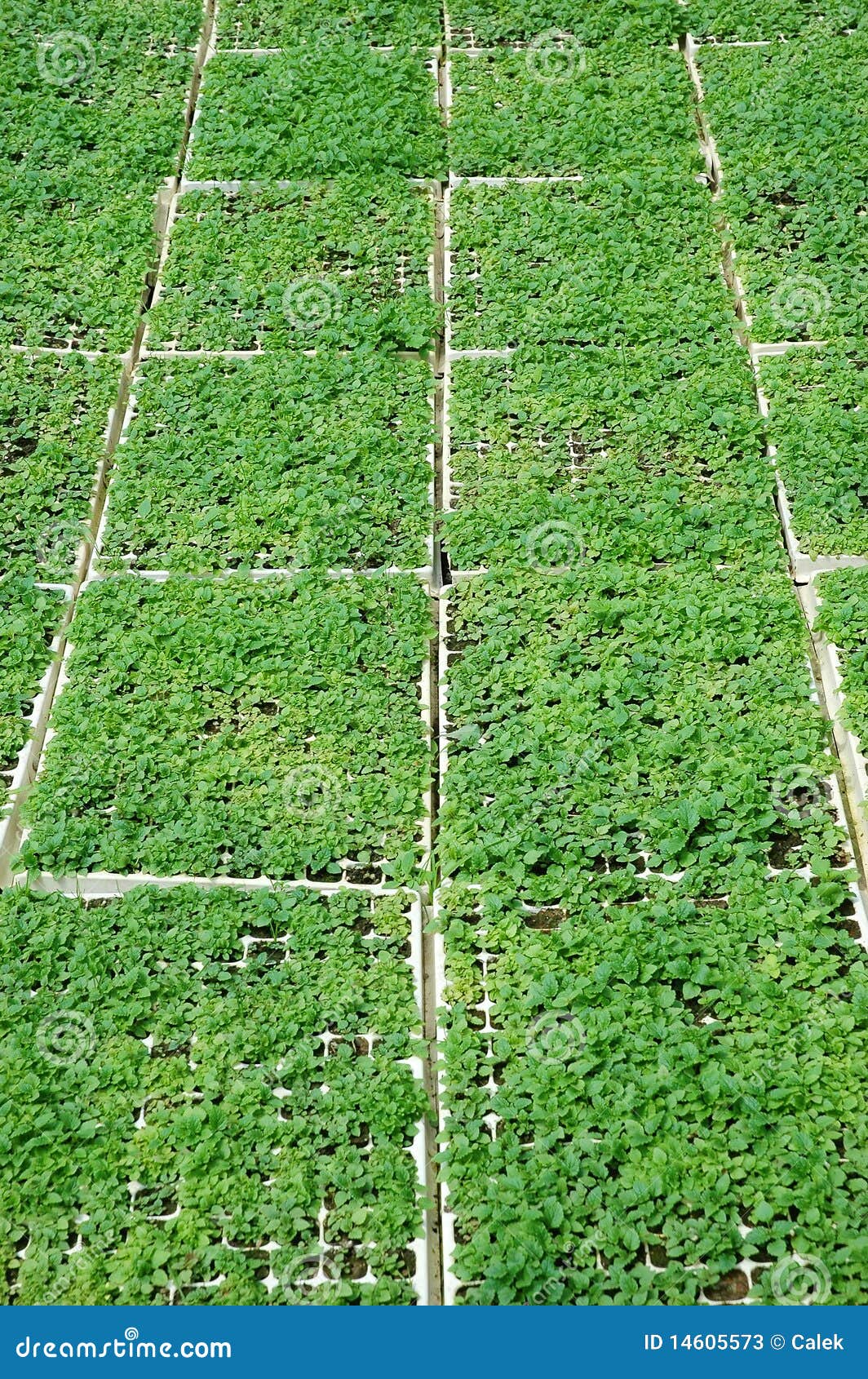 Seedling stock image. Image of gardening, garden, natural - 14605573