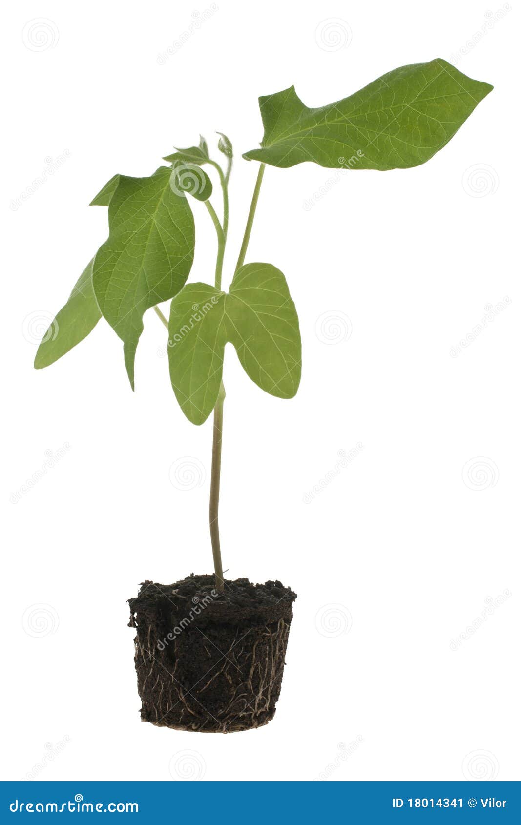 Seedling stock image. Image of object, root, botanic - 18014341