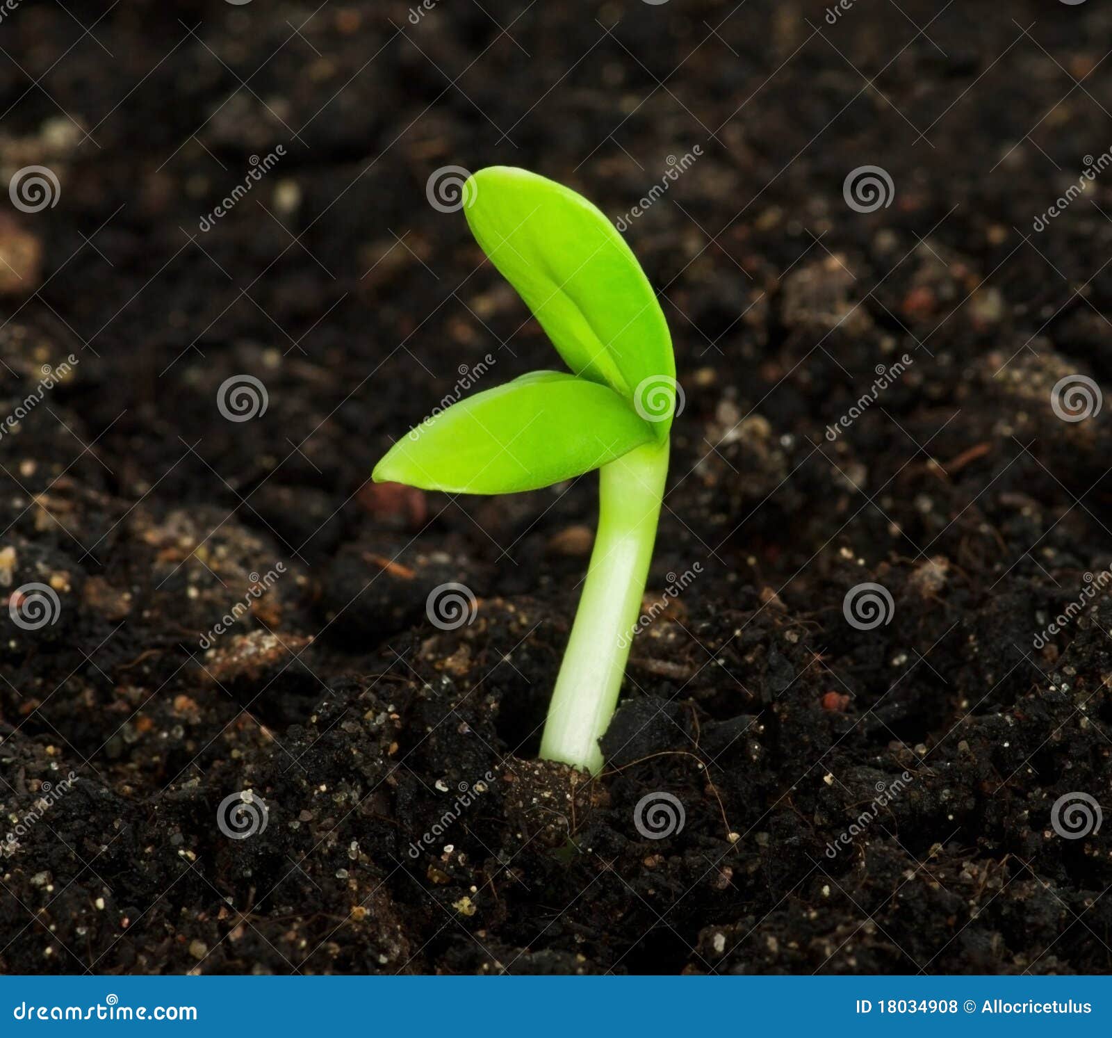 Seedling stock photo. Image of young, plant, germ, plantlet - 18034908