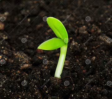 Seedling stock photo. Image of young, plant, germ, plantlet - 18034908