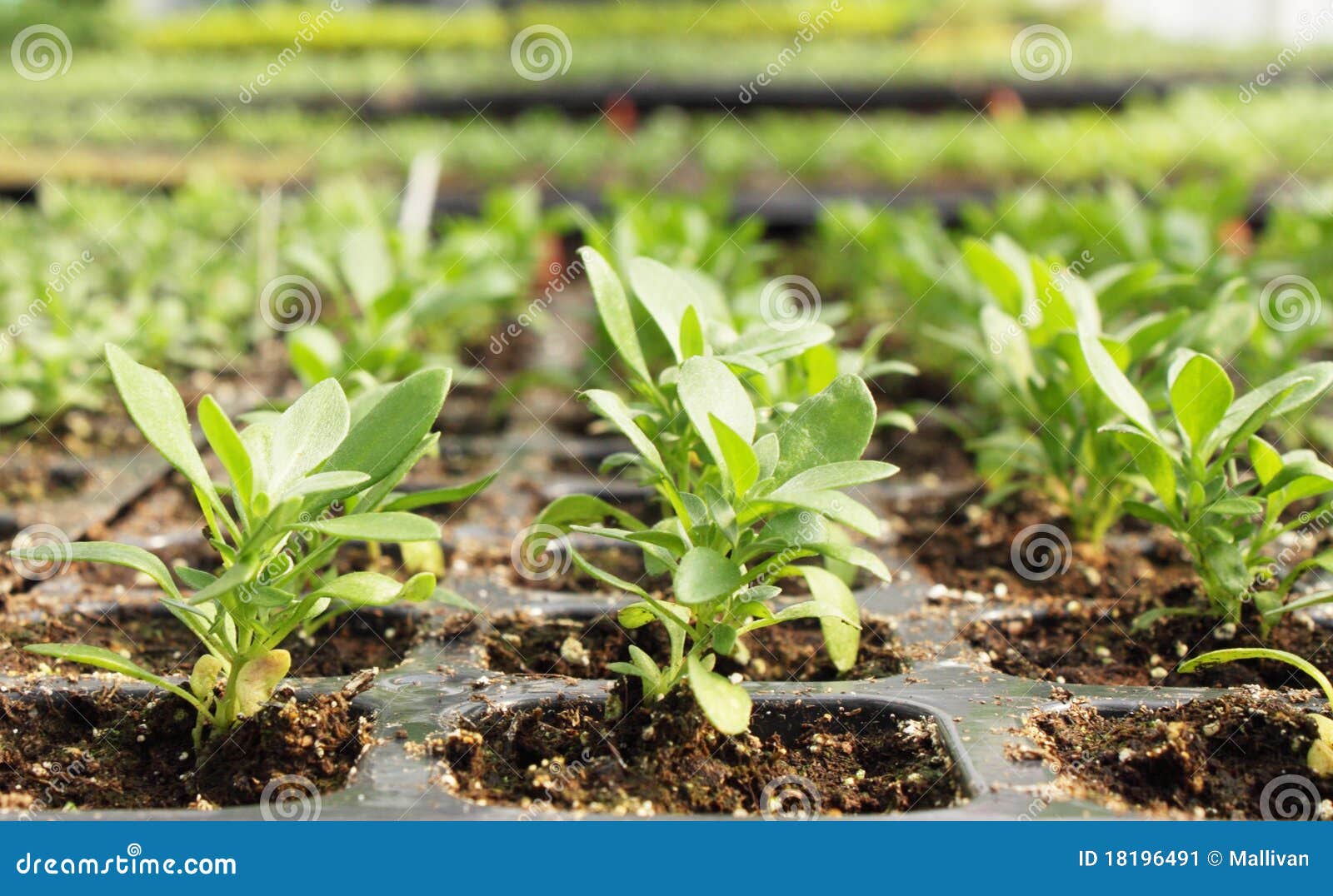 Seedling stock image. Image of landscaping, cultivate - 18196491