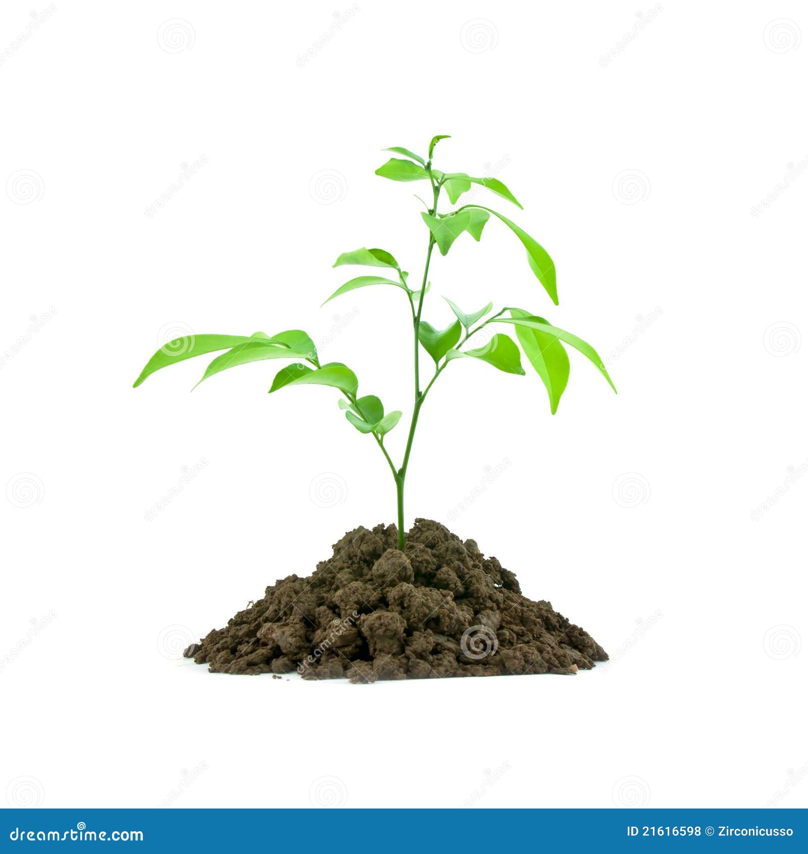 Seedling stock photo. Image of agriculture, farming, environment - 21616598