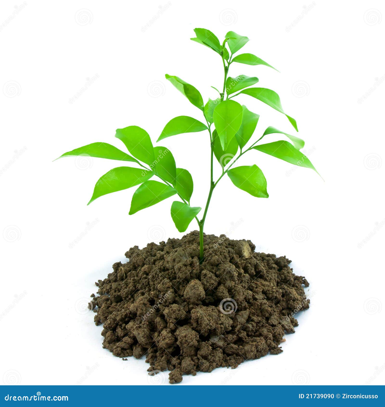 Seedling stock photo. Image of cultivated, leaf, plant - 21739090
