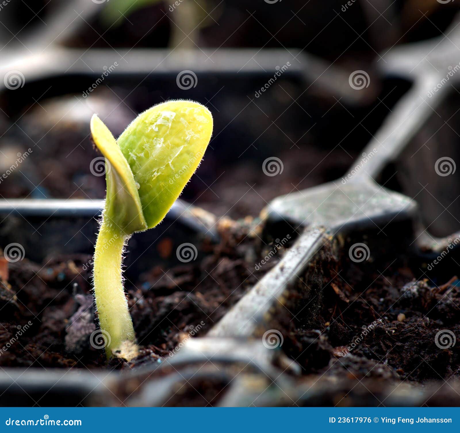 Seedling stock photo. Image of gardening, agriculture - 23617976