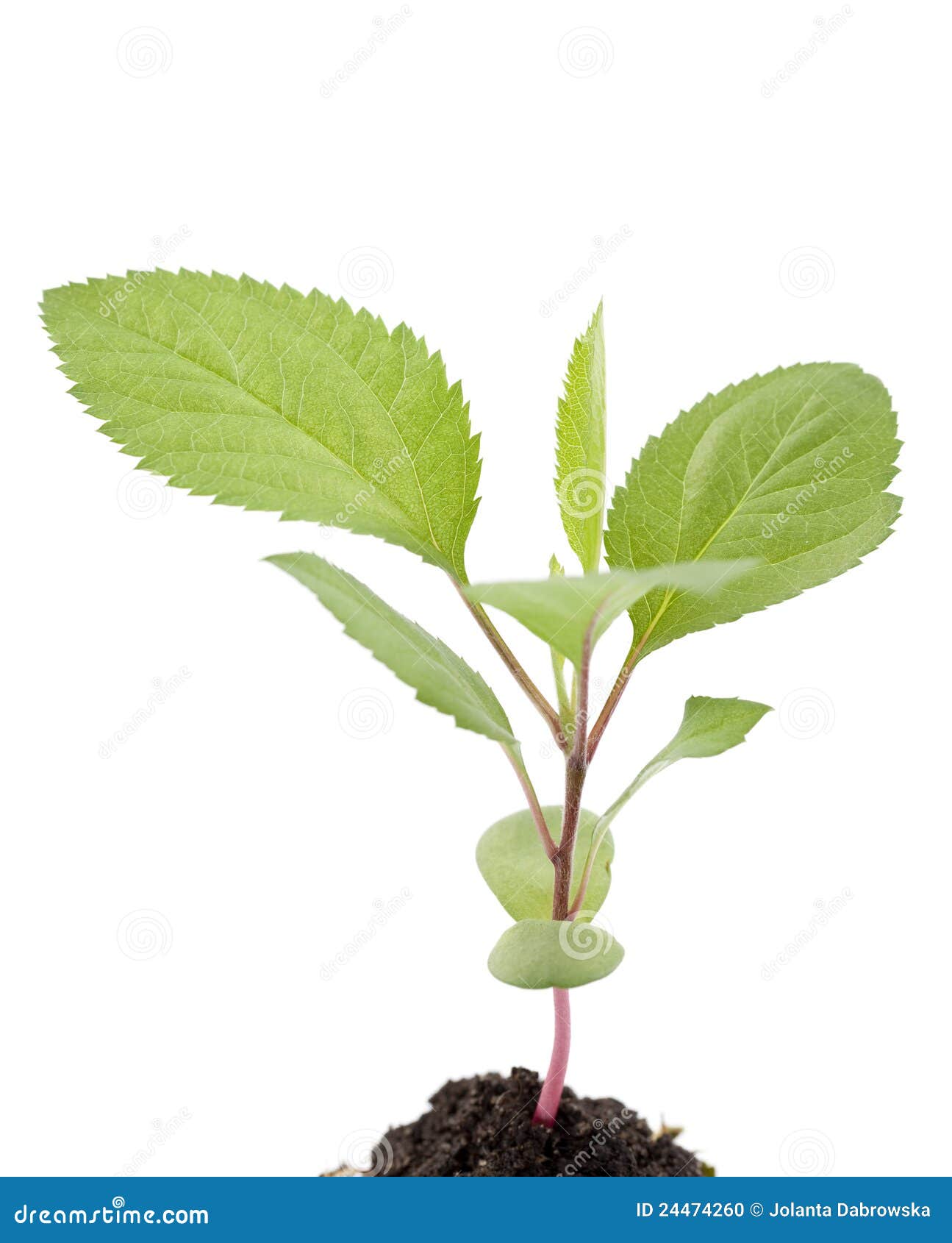 Seedling stock photo. Image of young, plant, macro, stem - 24474260
