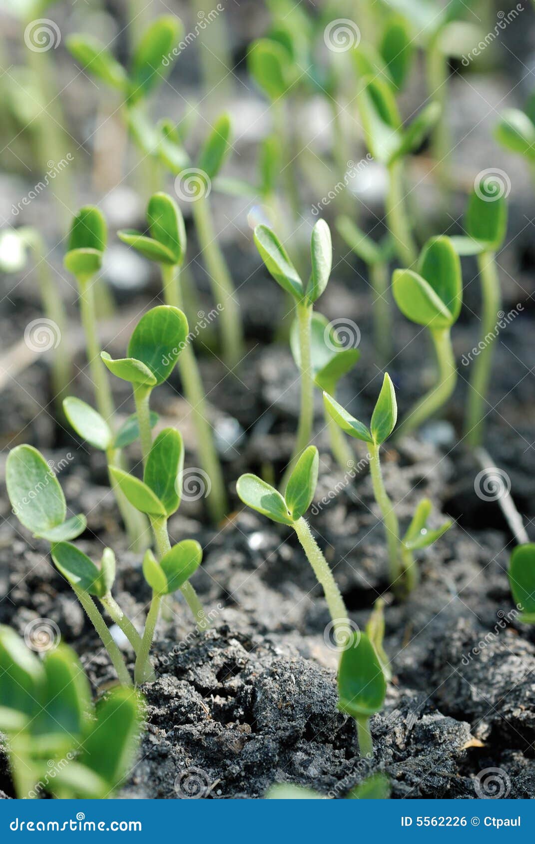 Seedling stock photo. Image of seedling, green, plant - 5562226