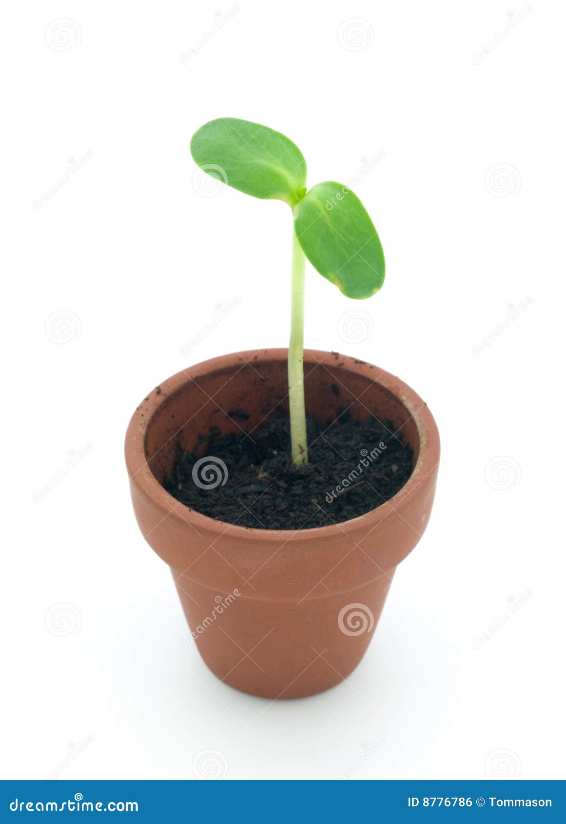 Seedling stock photo. Image of seedling, germinate, shoot - 8776786