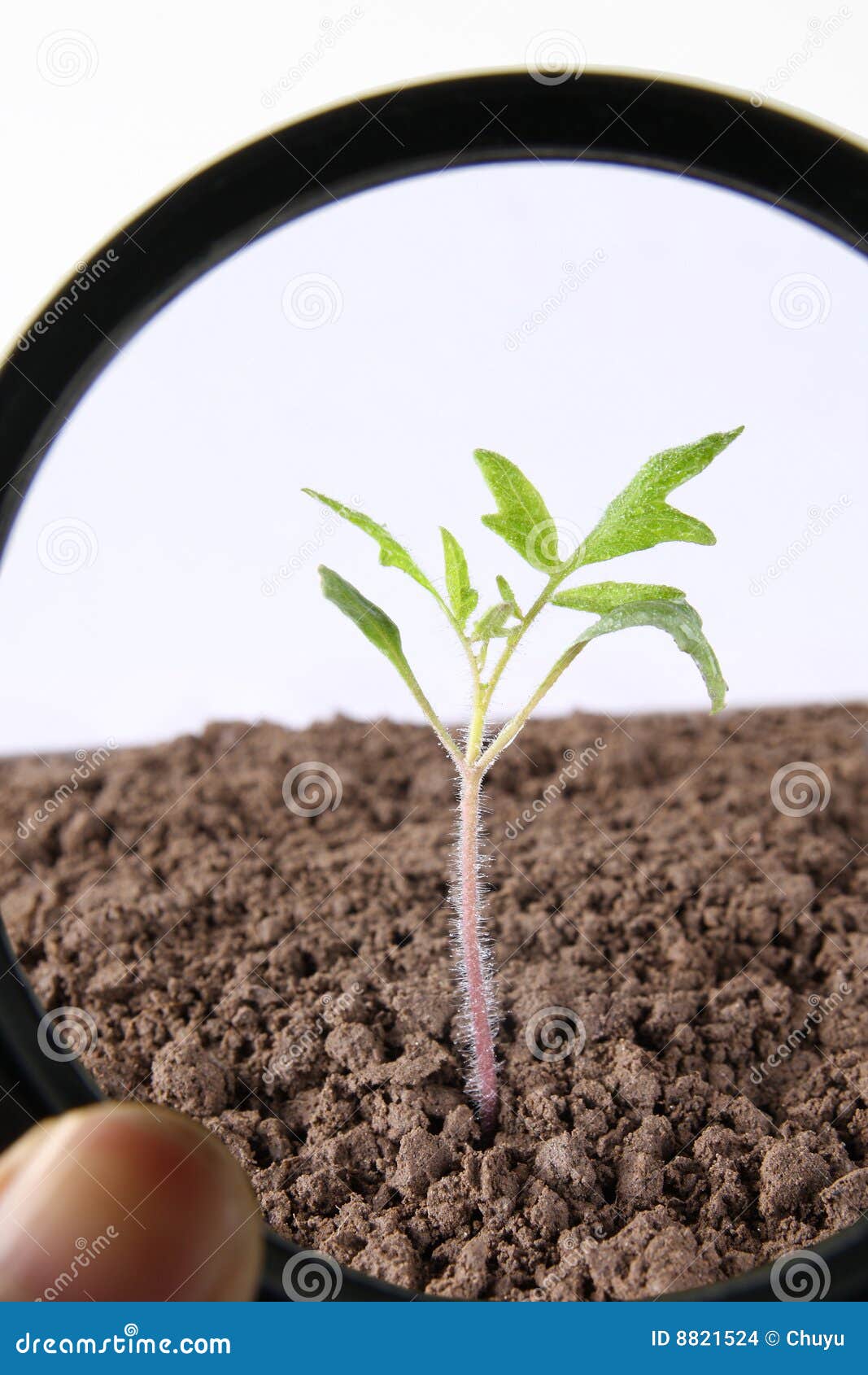 Seedling Picture. Image: 8821524