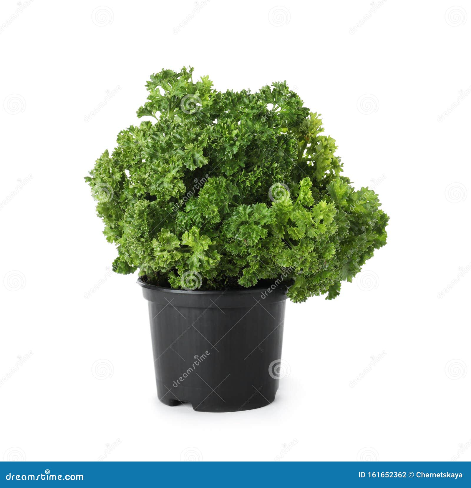 Seedling of Aromatic Fresh Curly Parsley in Pot Stock Photo - Image of ...