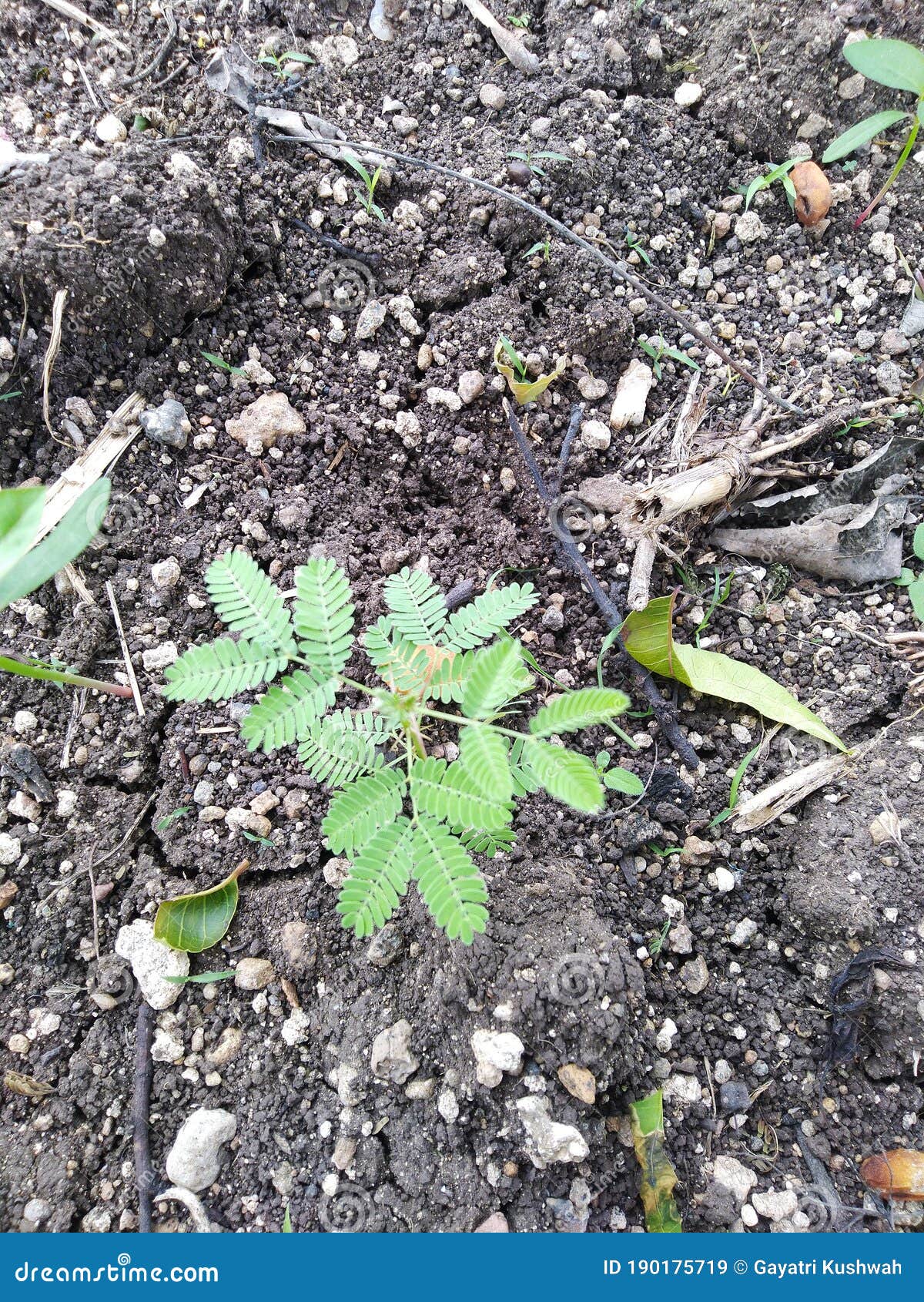 Seedling of babul tree. stock image. Image of seedling - 190175719