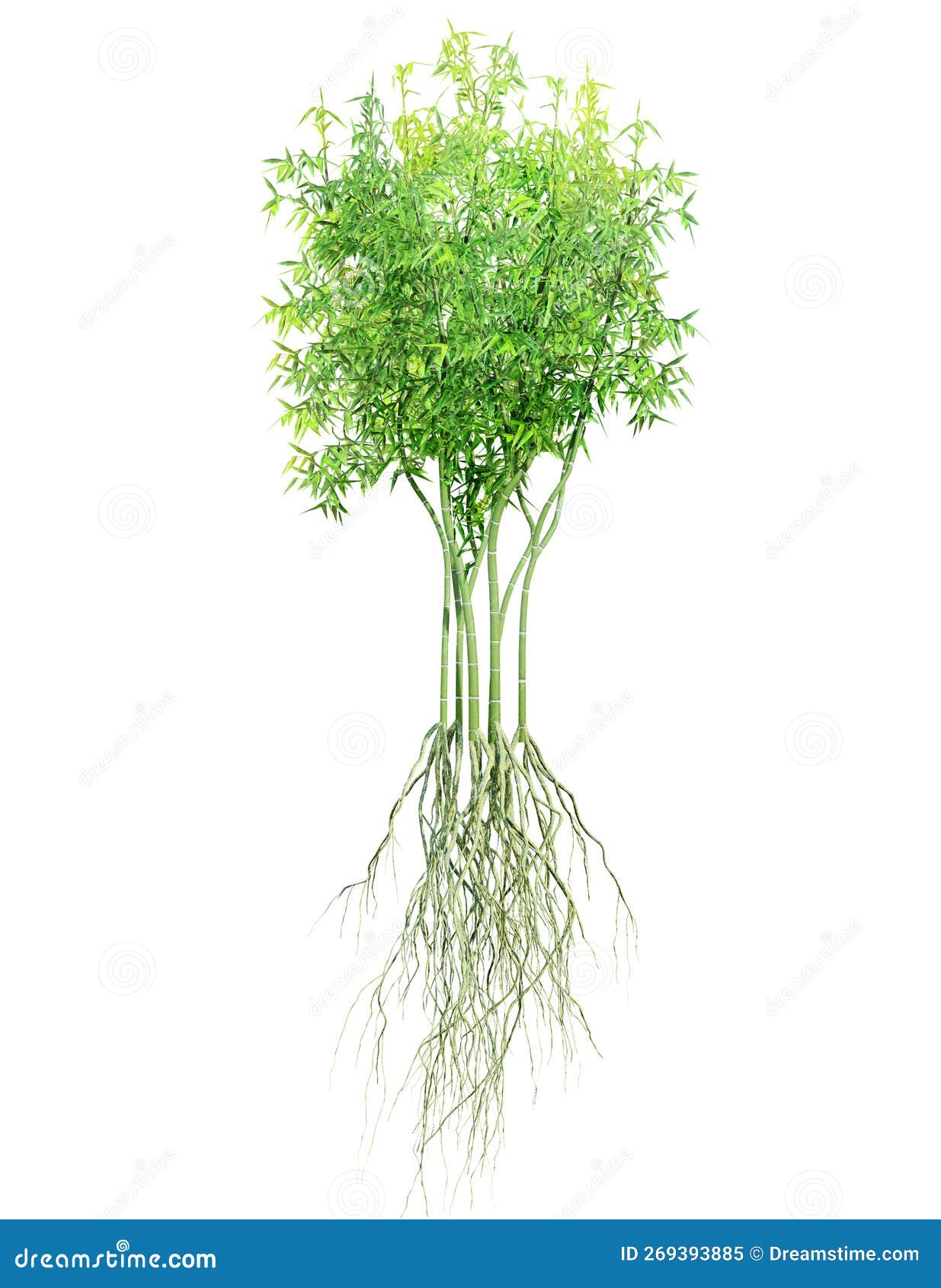 Seedling With Roots Vector Illustration | CartoonDealer.com #27011096