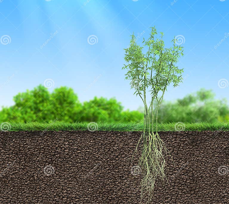 Seedling Bamboo Tree with Roots in Soil Stock Illustration ...