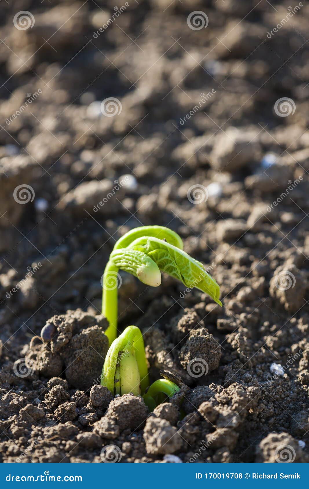Seedling of bean stock photo. Image of crop, agriculture - 170019708