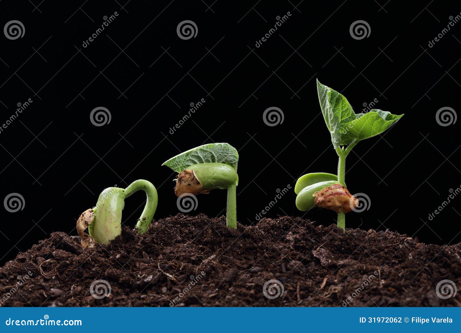 Seedling of Bean Seed in Soil Stock Photo - Image of garden ...