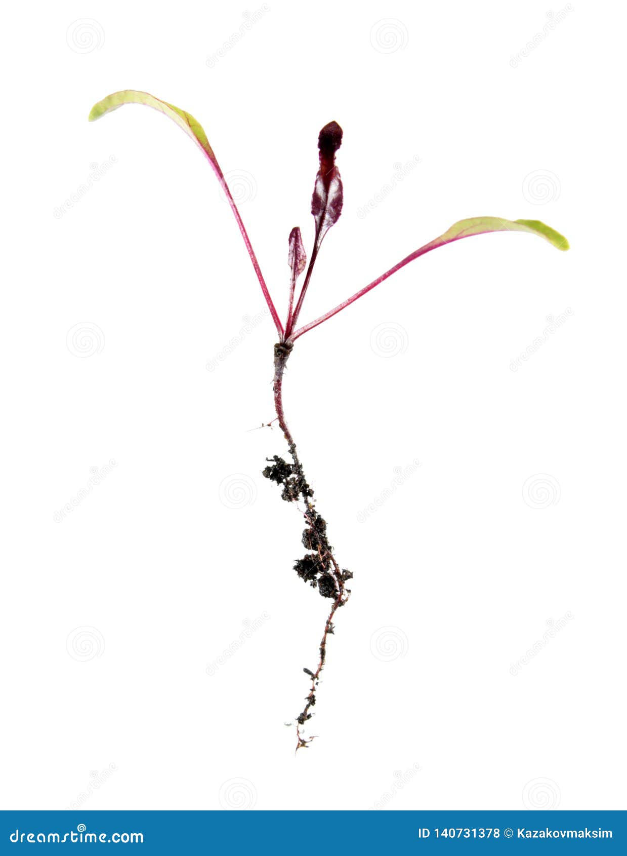 Seedling of Beet Plant with Leaves and Root System Isolated on White ...
