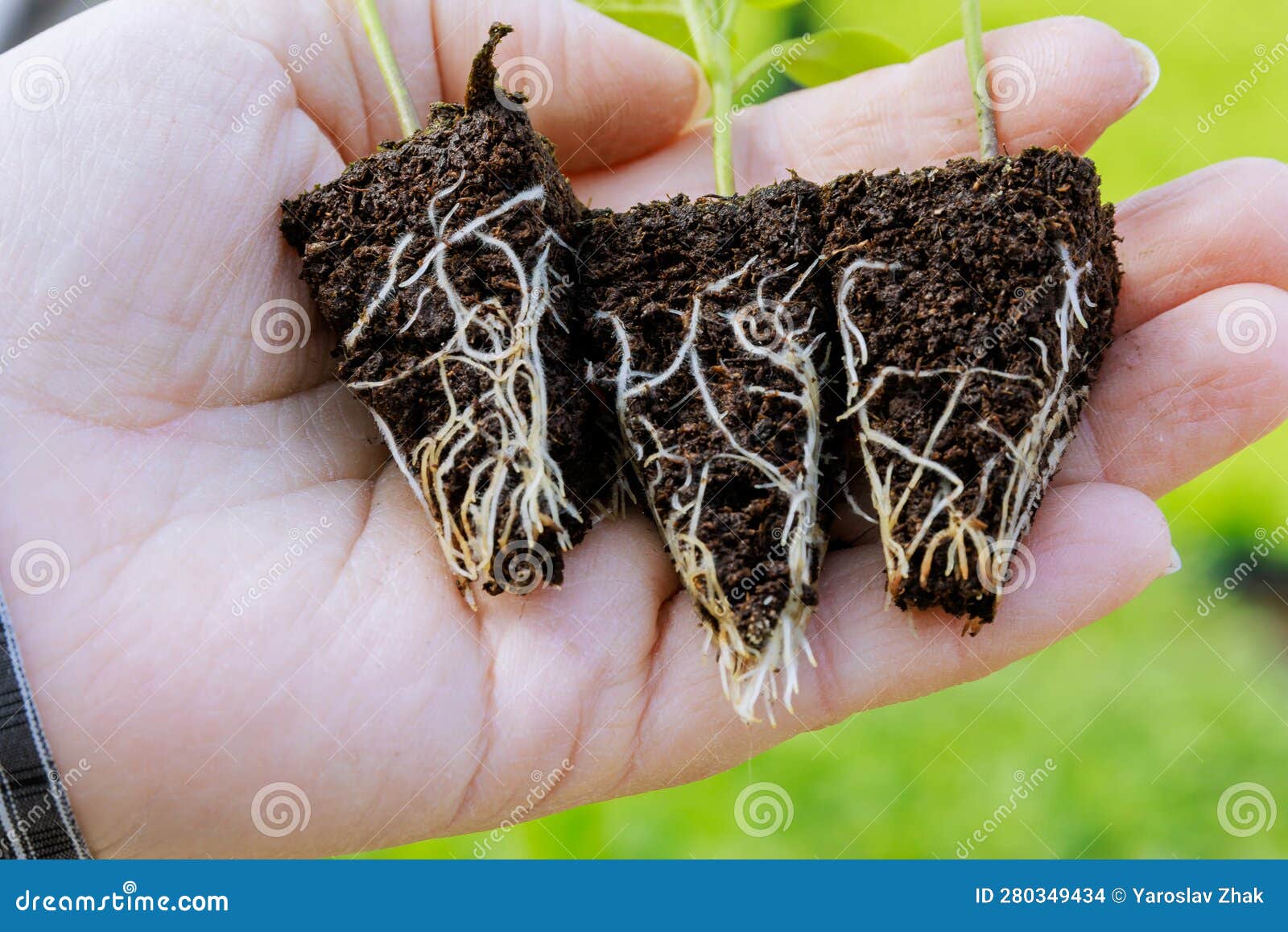 A Seedling of Bell Pepper with a Well-developed Root System. Roots ...
