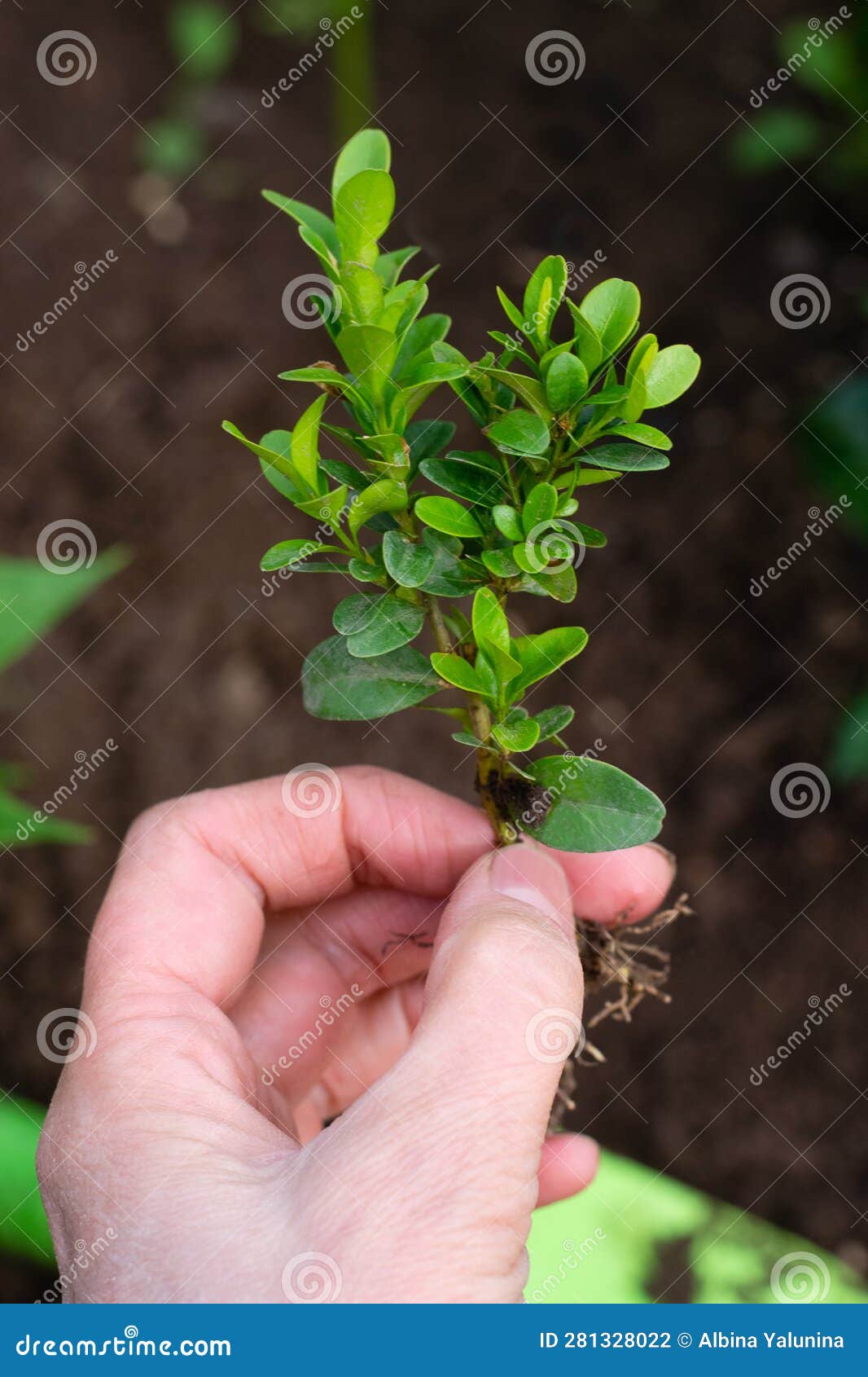 Boxwood Propagation With Stem Cuttings. Growing Boxwood Hedge Shrubs By ...