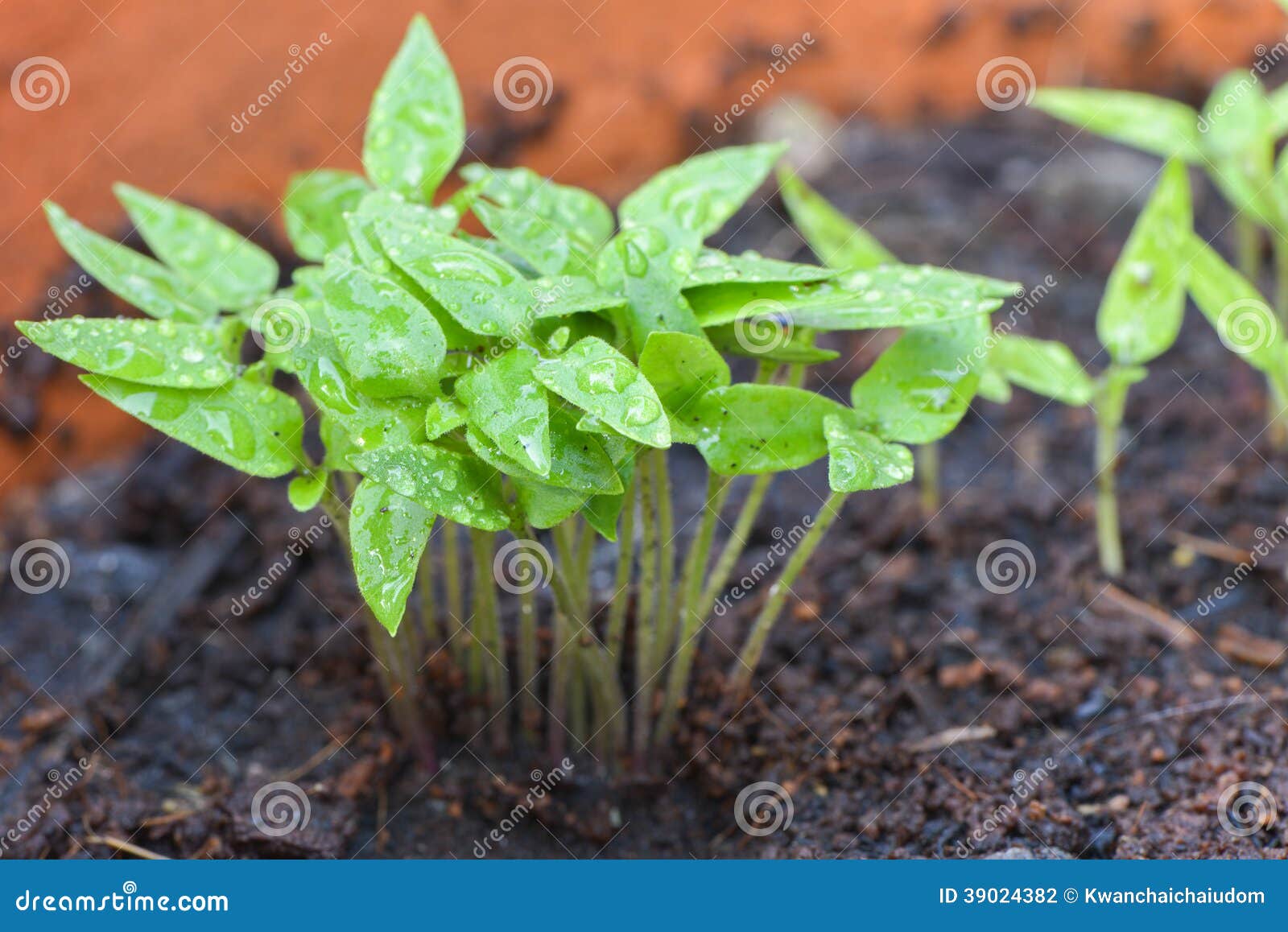 Seedling chili stock photo. Image of green, soil, concept - 39024382