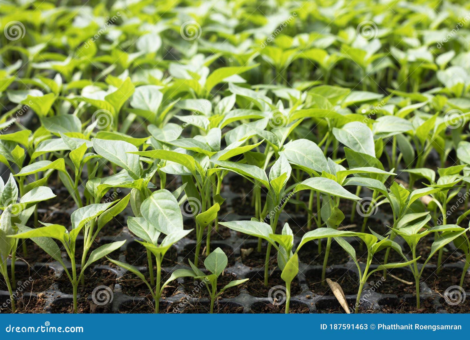 Seedling Chili Organic Vegetable in Farm Stock Image - Image of chili ...