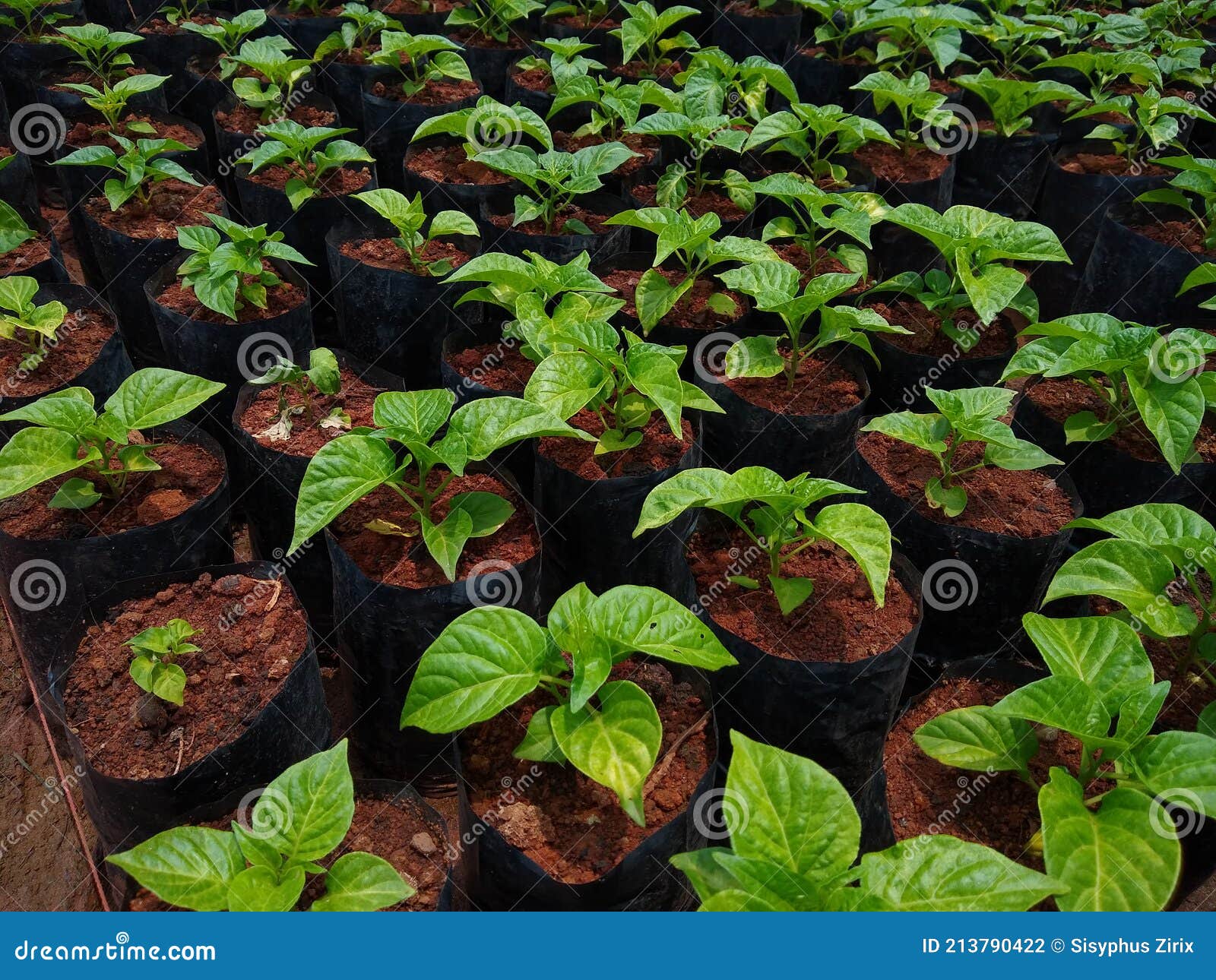 Seedling Of Chilli Plant In A Nursery Stock Image | CartoonDealer.com ...