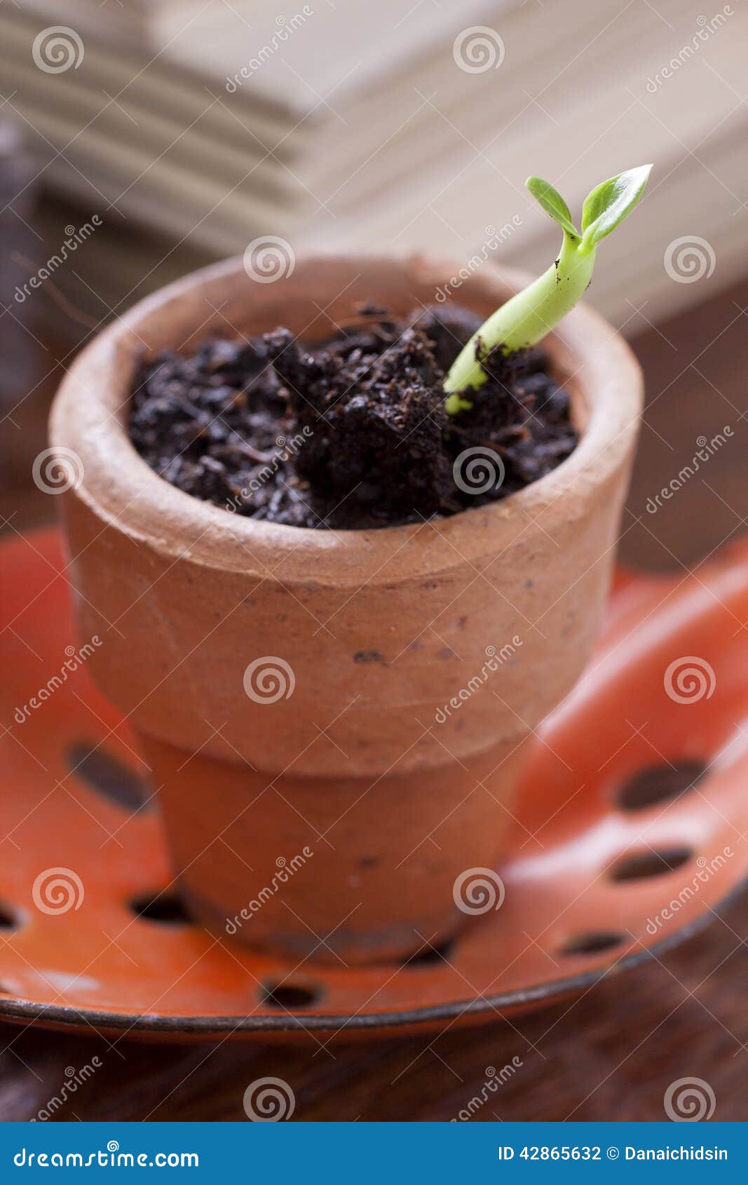 Seedling in clay pots stock photo. Image of seedling - 42865632