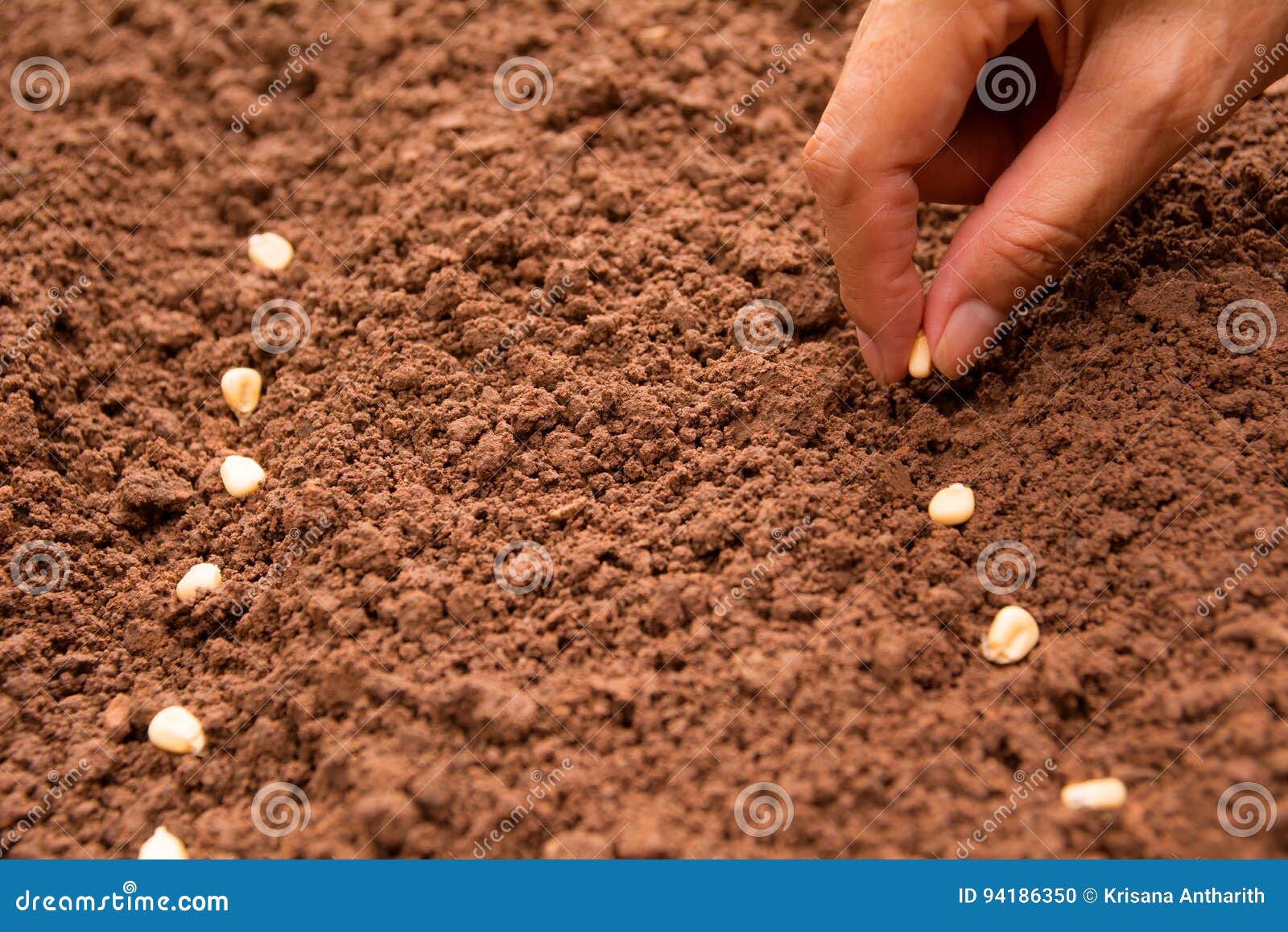 Seedling Concept by Human Hand, Human Seeding Corn Seed Stock Photo ...