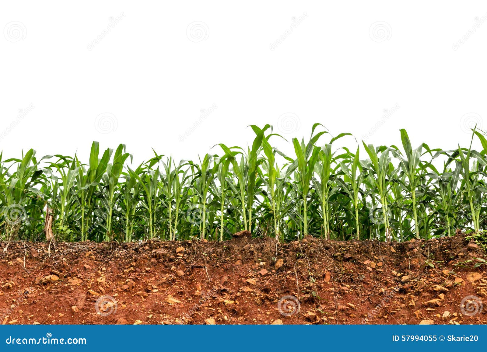 Seedling corn field stock image. Image of landscape, beautiful - 57994055