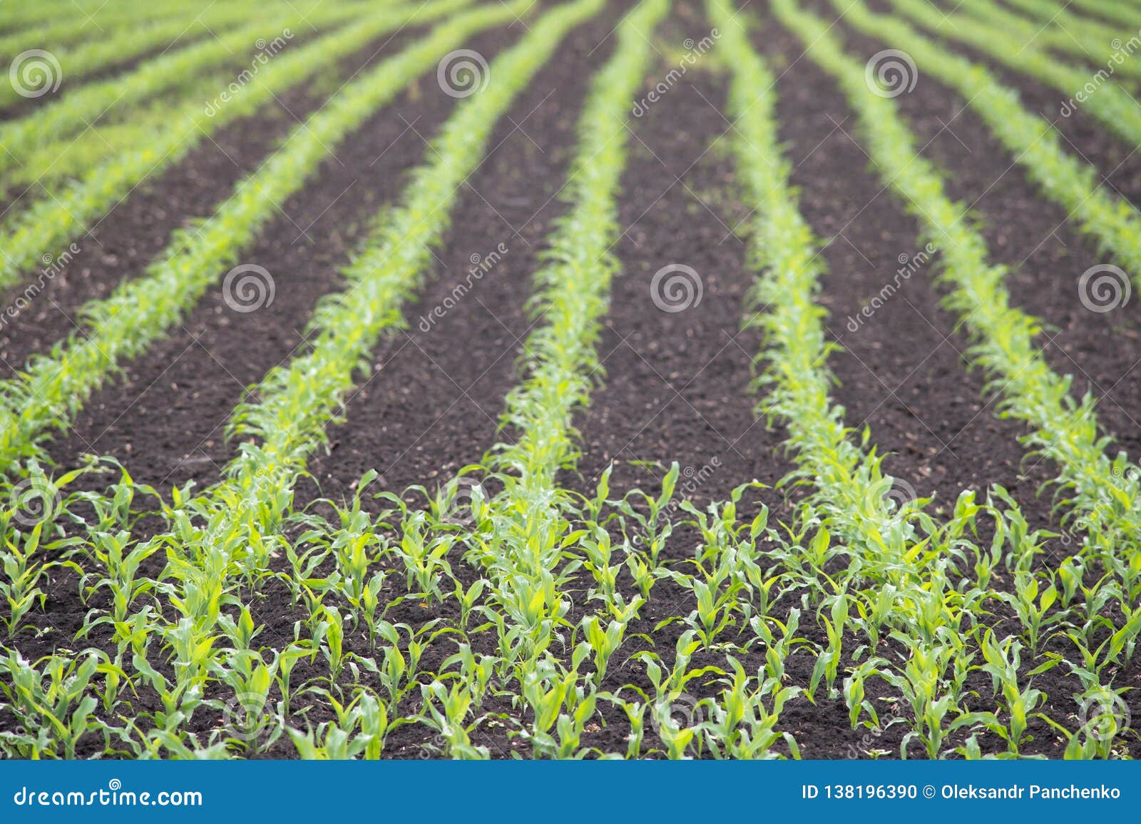 Seedling Corn in the Season . Farmers Have Planted Stock Photo - Image ...