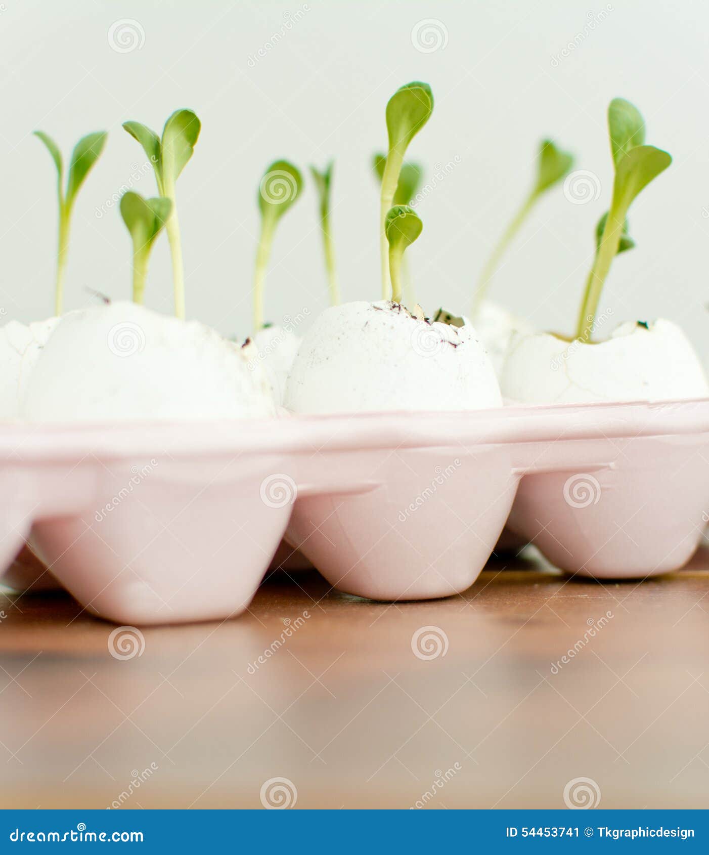Seedling in egg shell stock image. Image of grass, beginnings - 54453741
