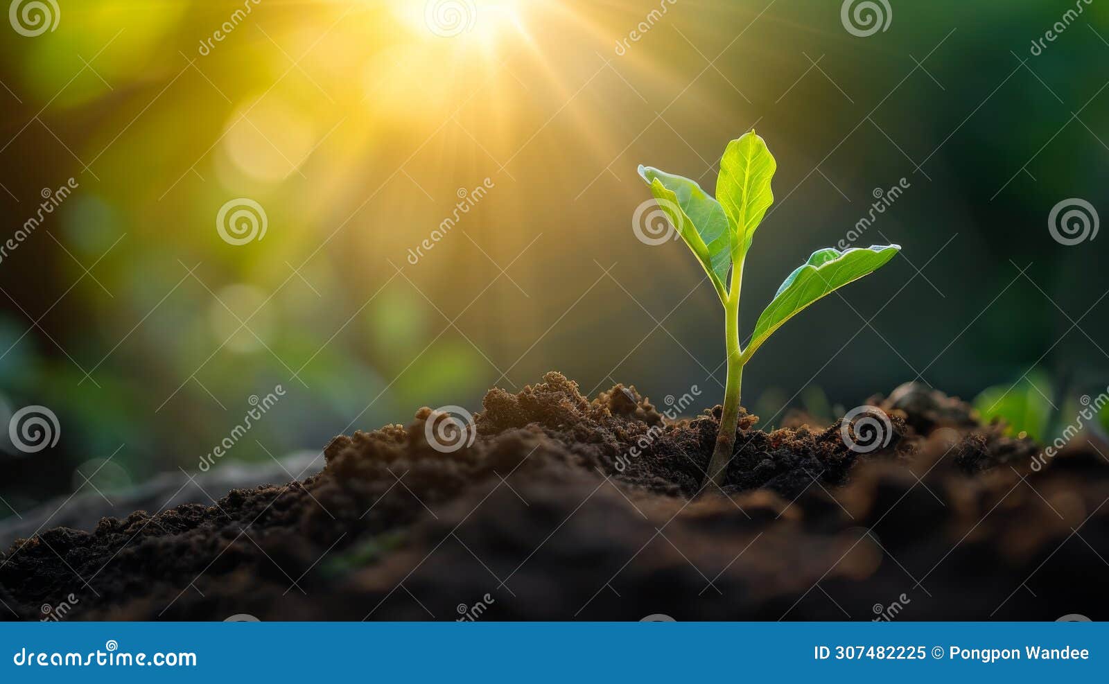 A Seedling Emerging from the Soil, Its Fragile Green Shoot Reaching for ...