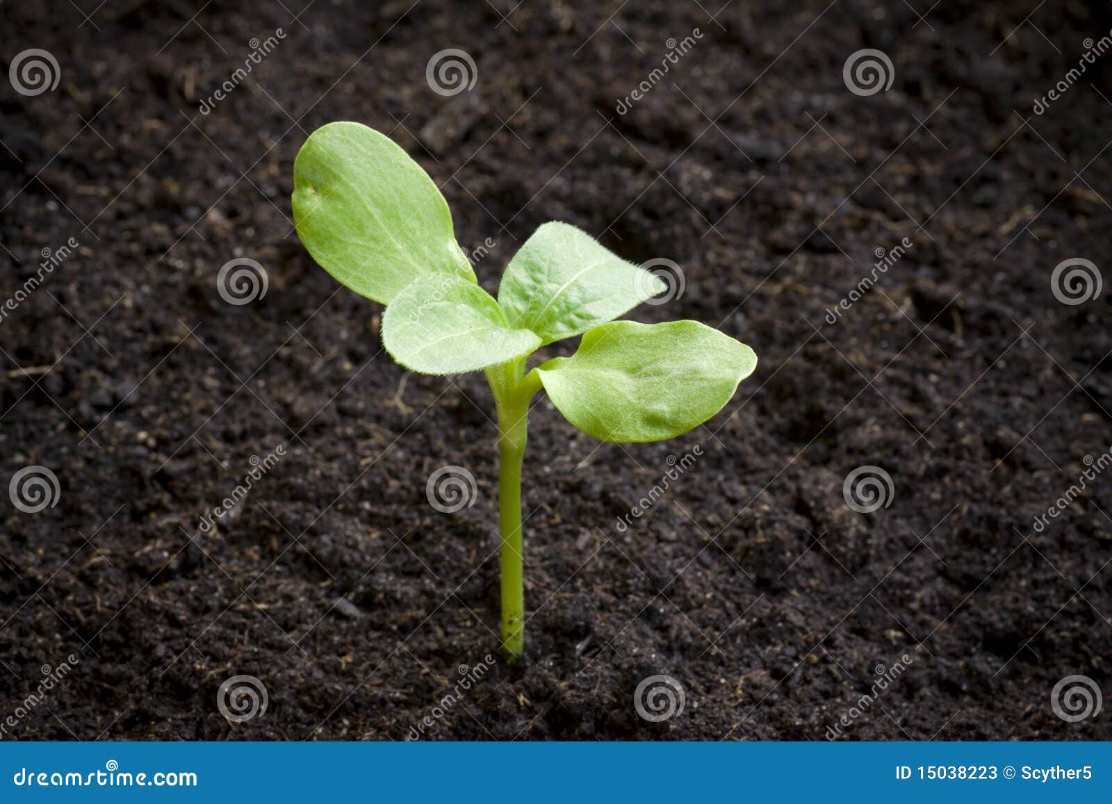 Seedling Emerging. Young Plant. Stock Image - Image of plant, young ...