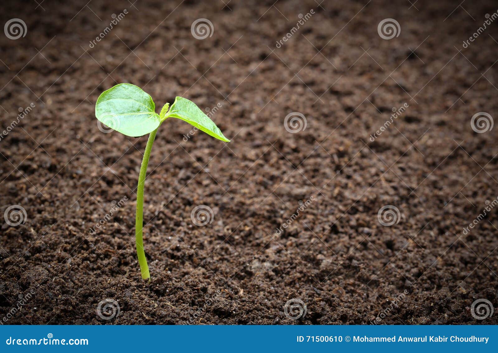 Seedling in fertile soil stock photo. Image of ground - 71500610