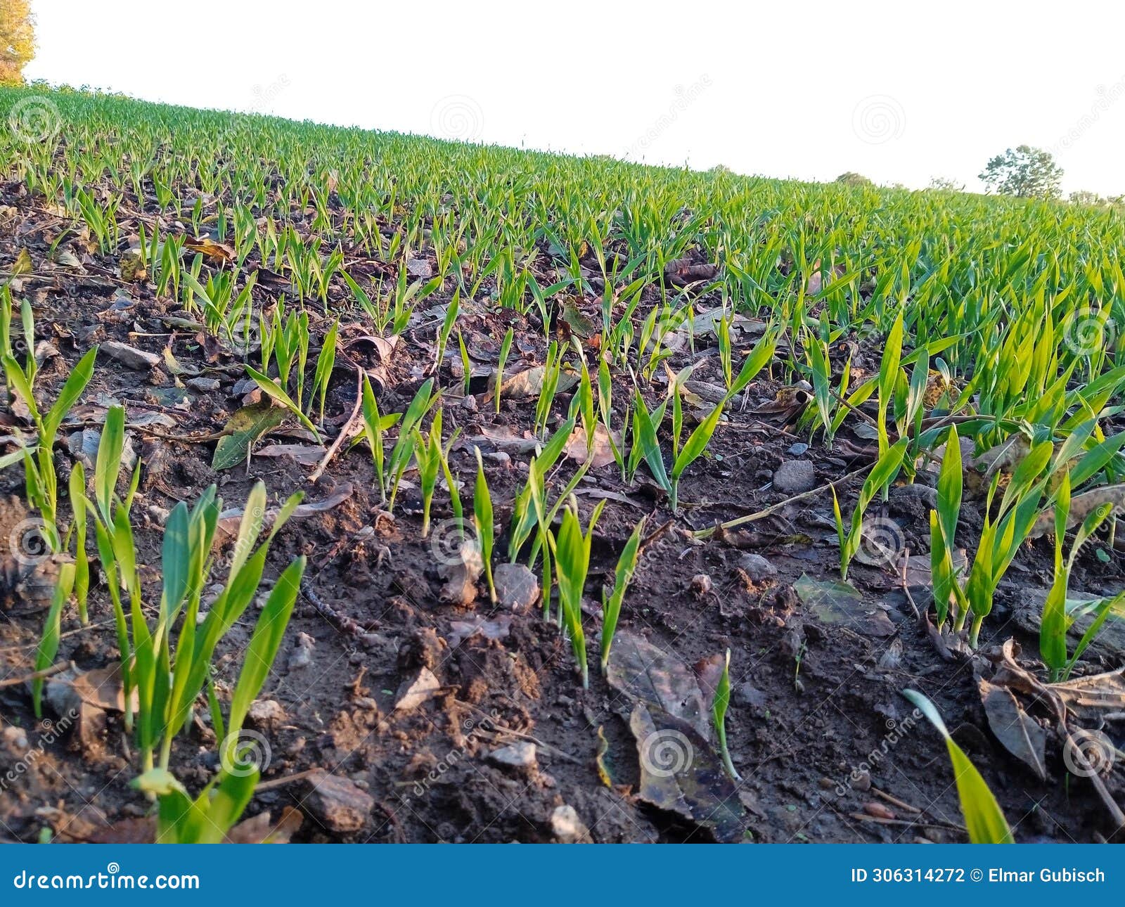 Seedling on Field in Arable Farming Stock Photo - Image of work ...
