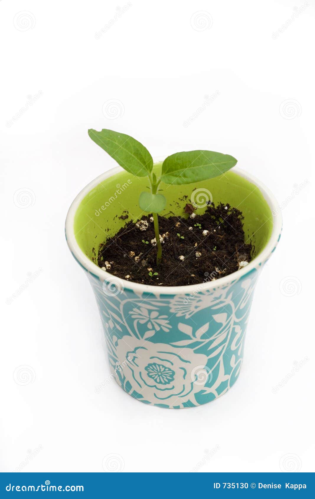 Seedling in Flower Pot stock photo. Image of nutured, spring - 735130