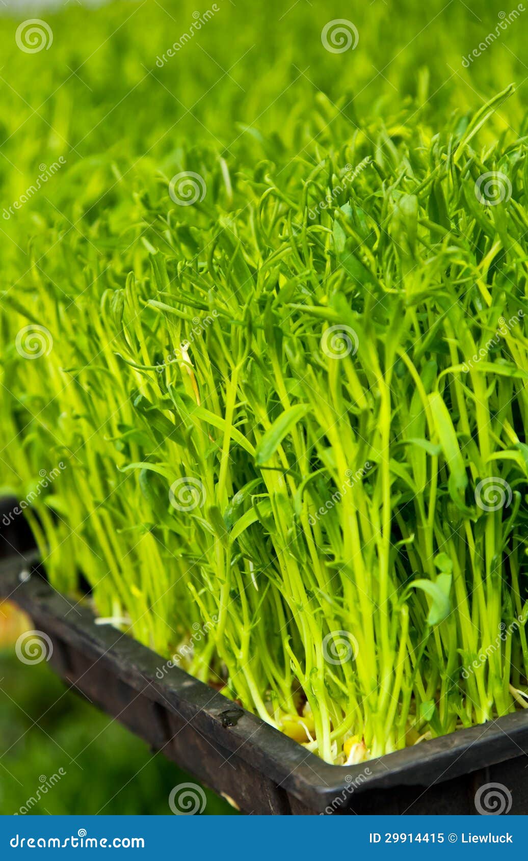 Seedling germination stock image. Image of grass, grow - 29914415