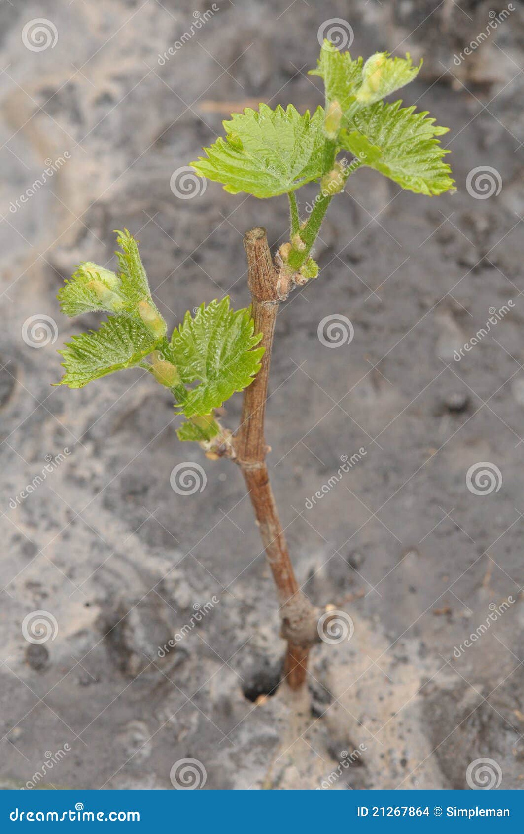 Seedling grapes stock photo. Image of abundance, country - 21267864