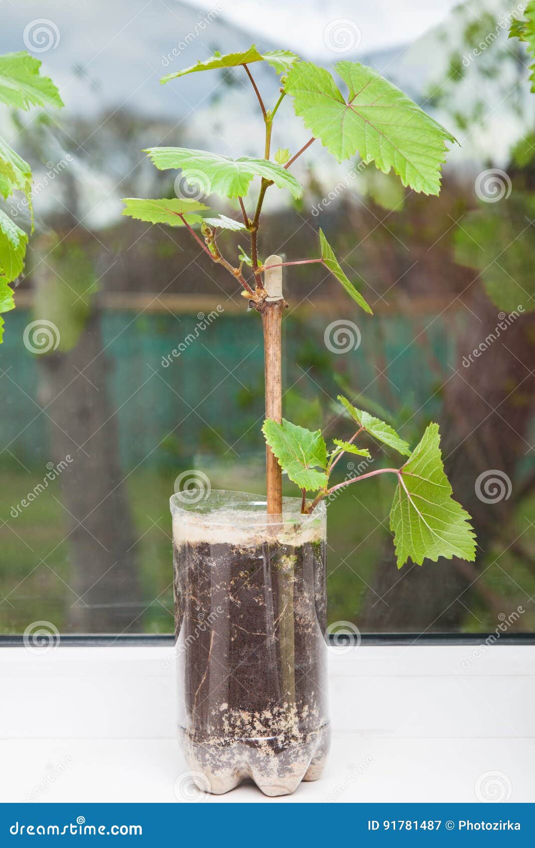Seedling of a Grapevine Close-up Stock Image - Image of food ...