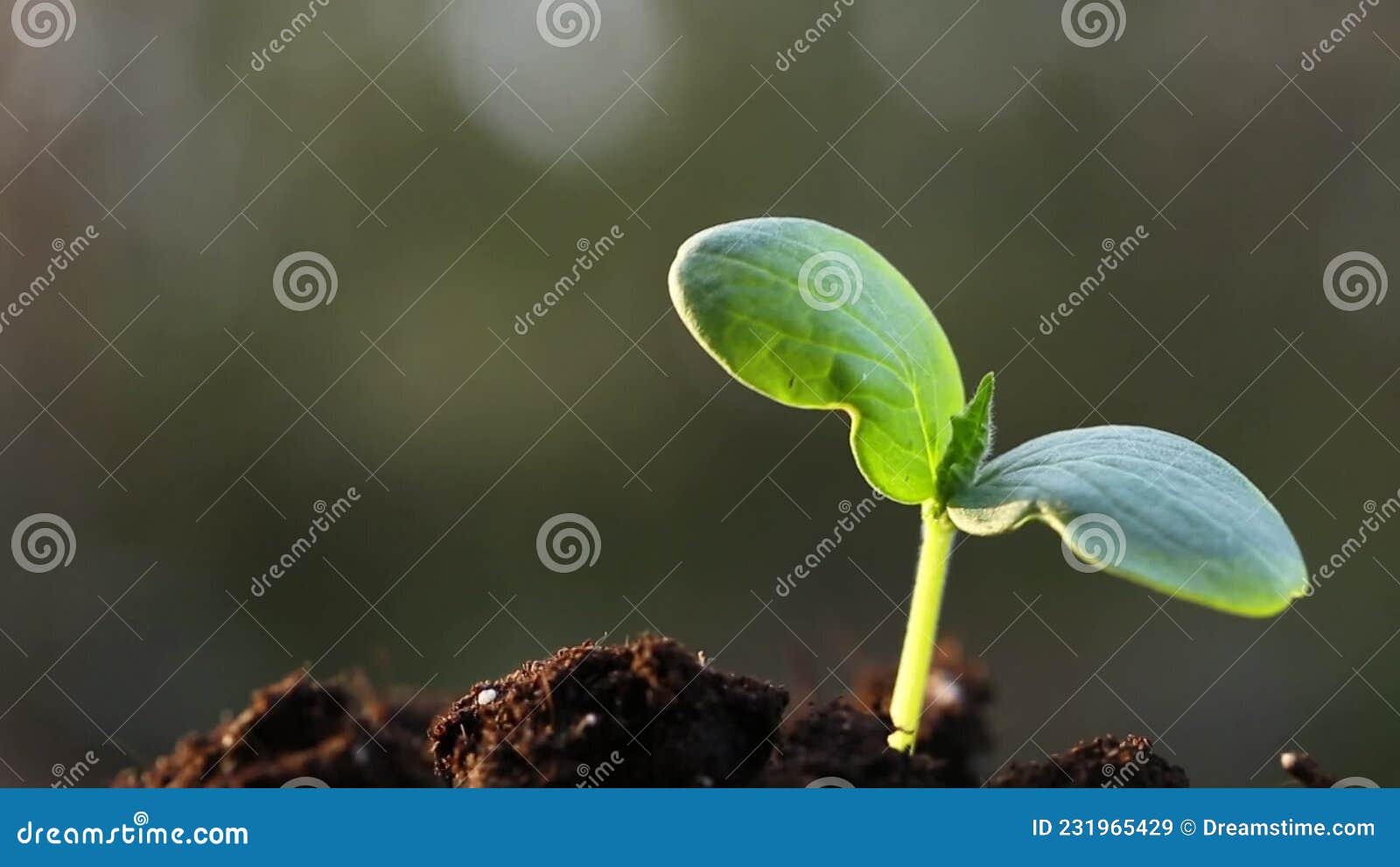 Seedling in the Ground.Spring Seedling Cultivation Stock Video - Video ...