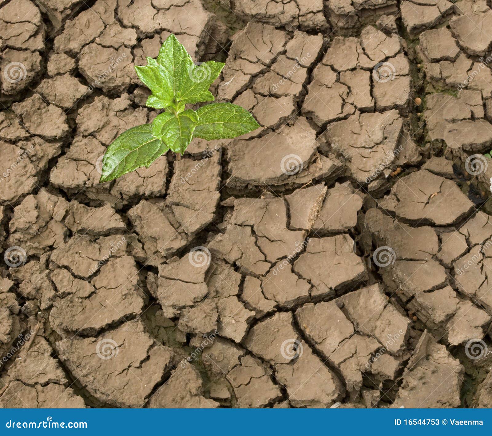 Seedling Growing from Barren Land Stock Image - Image of dirt, tree ...